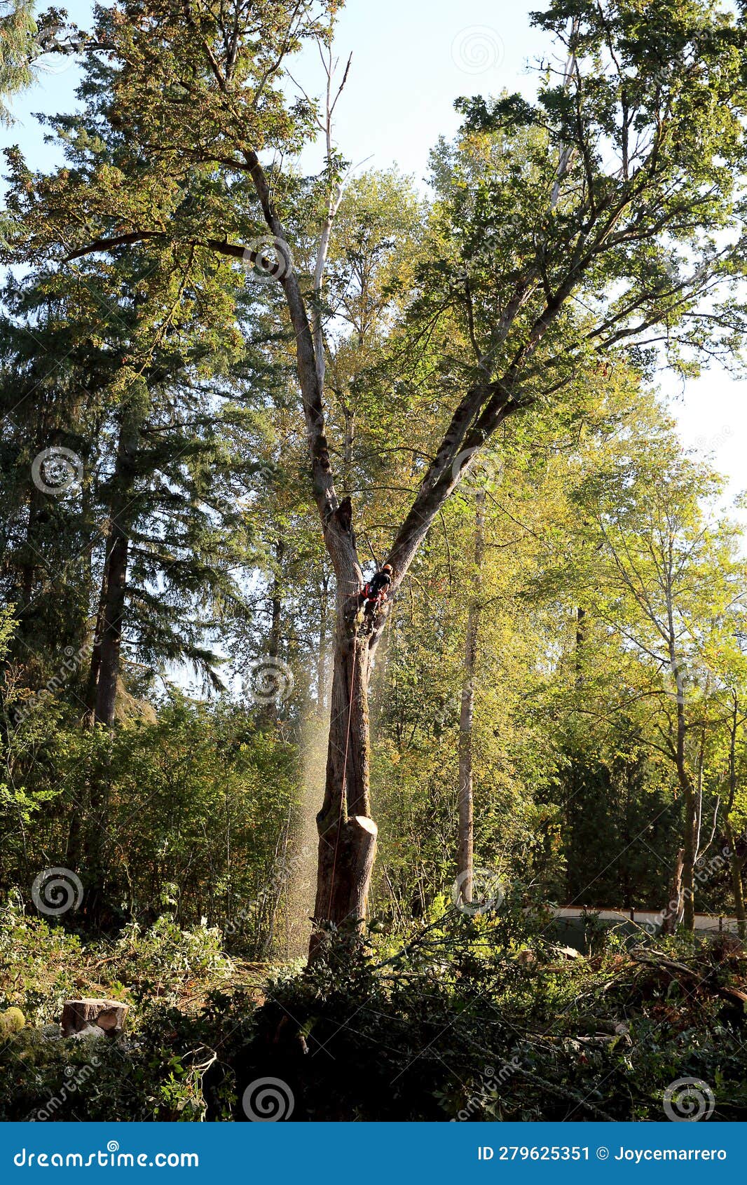 Maple Tree Being Cut Down in Sections Stock Image - Image of autumn ...