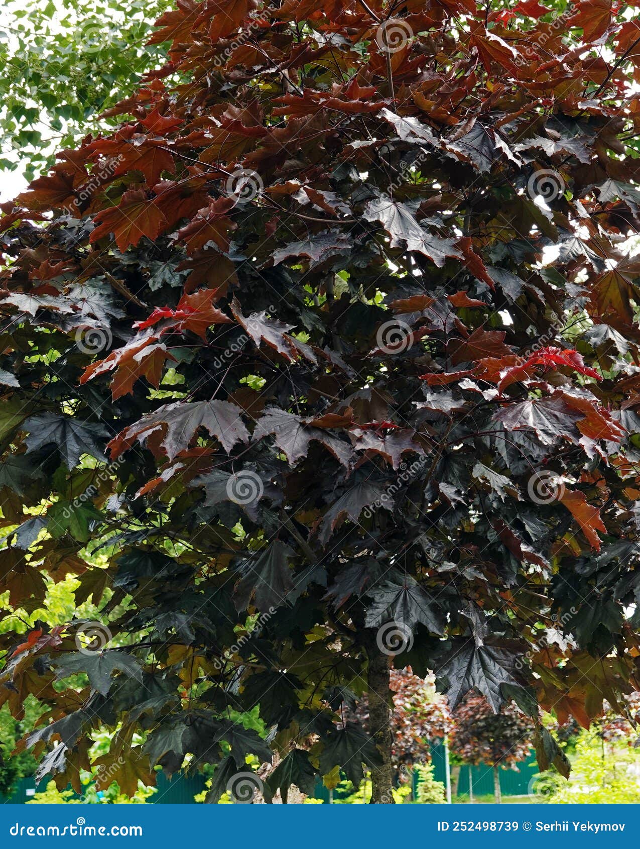Maple Tree with Black Leaves Stock Image - Image of beginning, clusters: 252498739