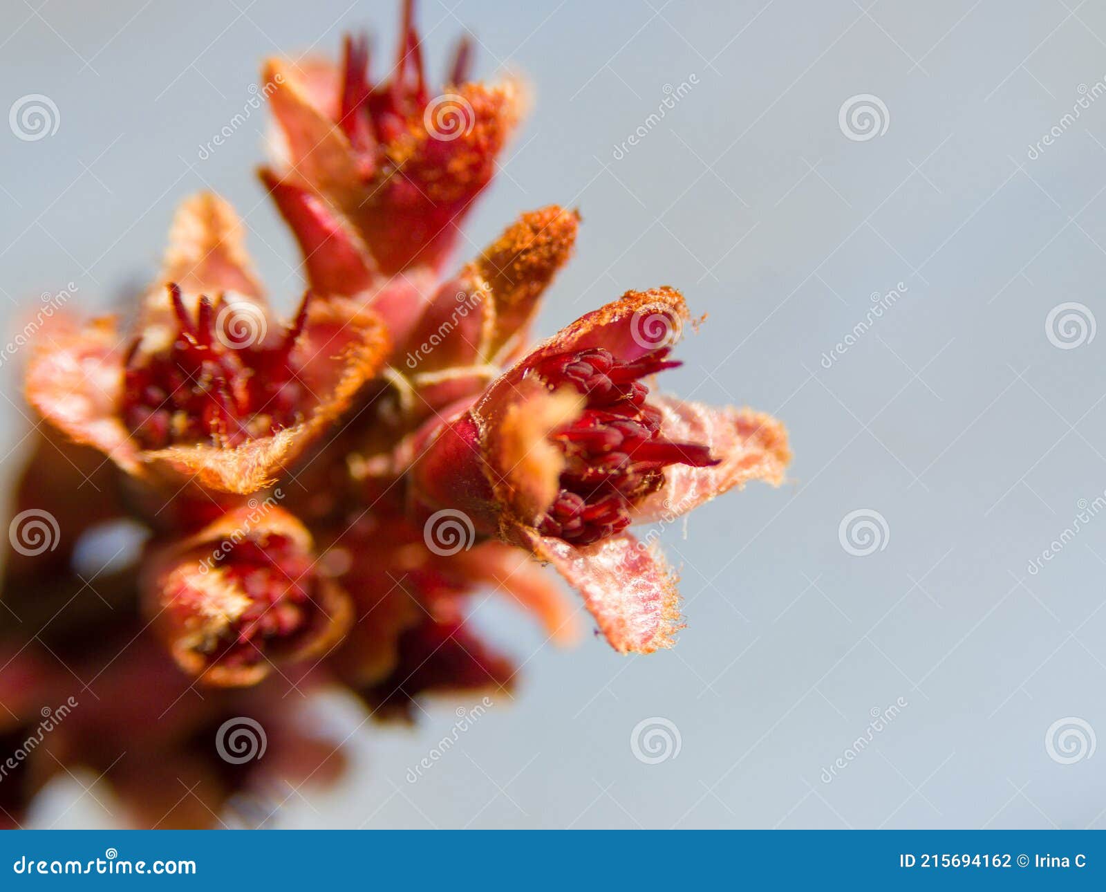 Maple tree blooms stock photo. Image of tree, petal - 215694162