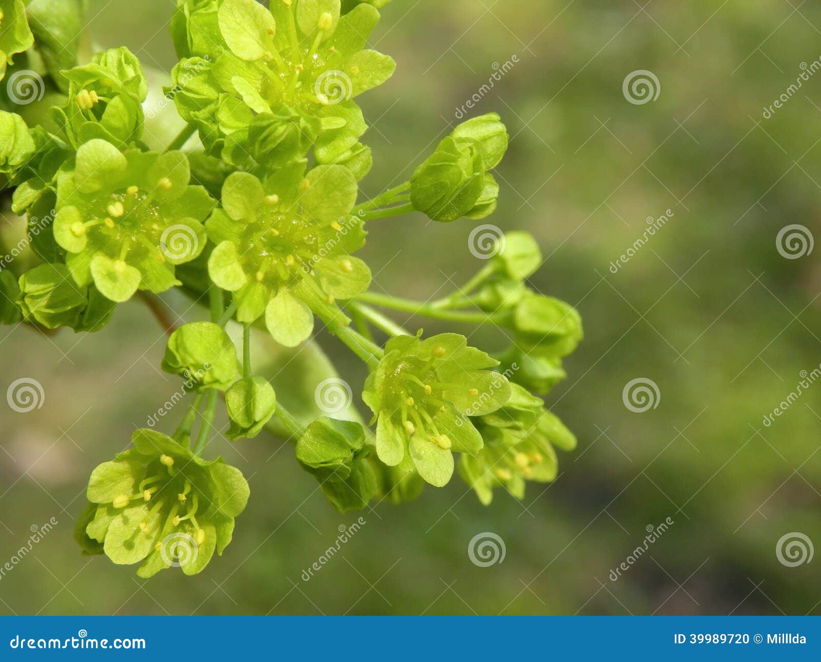 Maple tree blooms stock photo. Image of park, color, pistil - 39989720