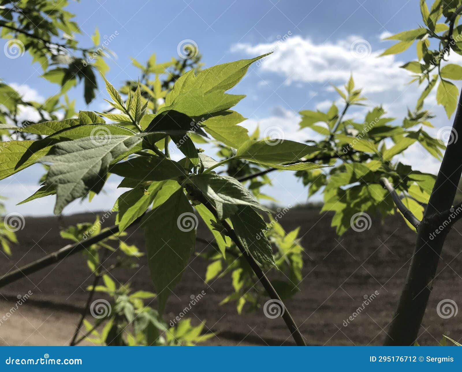 The Maple Tree Blooms Its First Leaves in the Spring Stock Photo ...