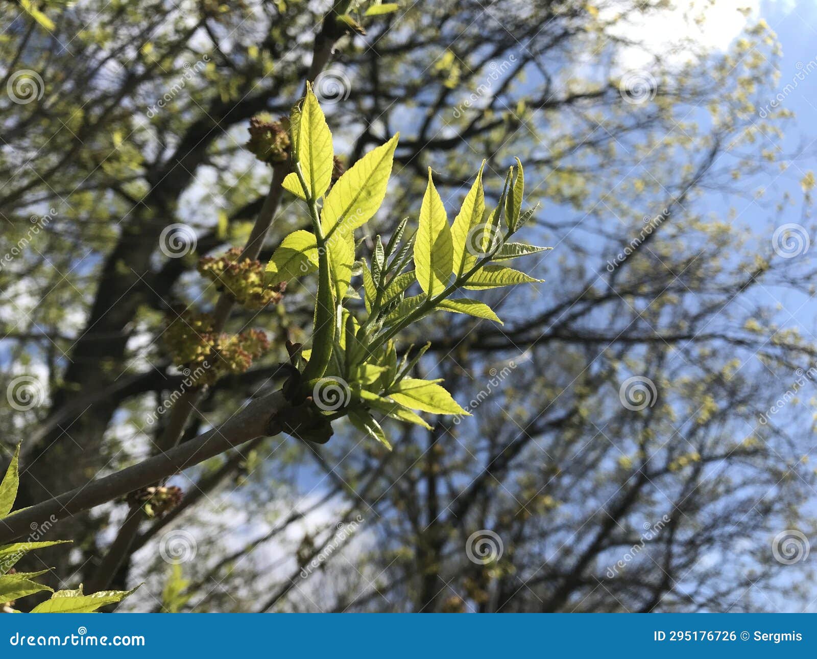 The Maple Tree Blooms Its First Leaves in the Spring Stock Photo ...