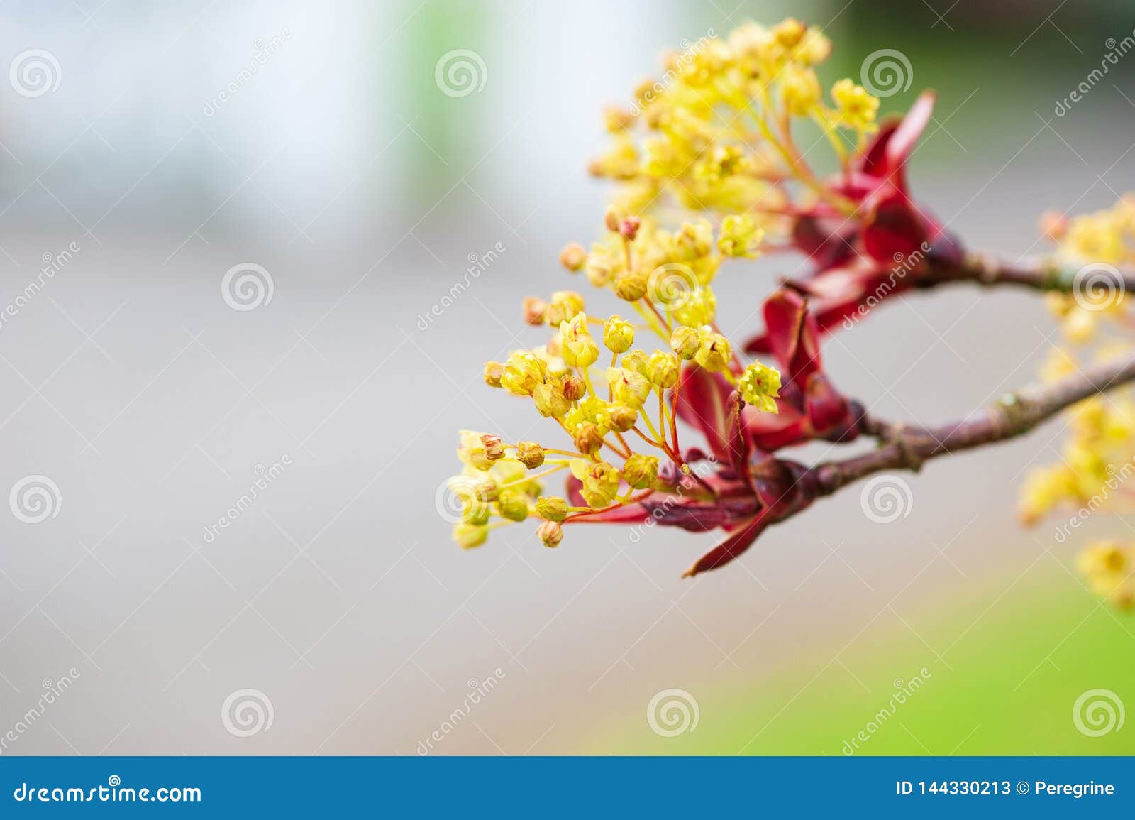 Maple tree blossoms stock image. Image of green, branches - 144330213