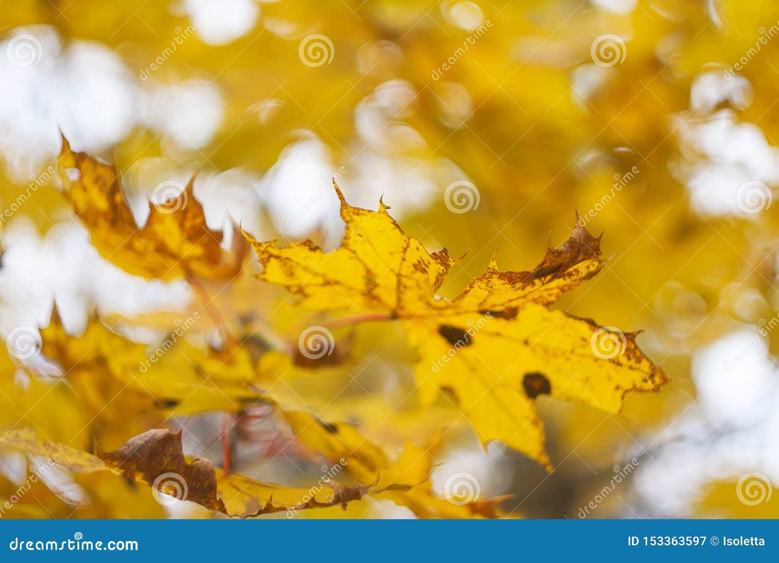 Maple Tree Branch in Autumn Park Stock Image - Image of park, season ...