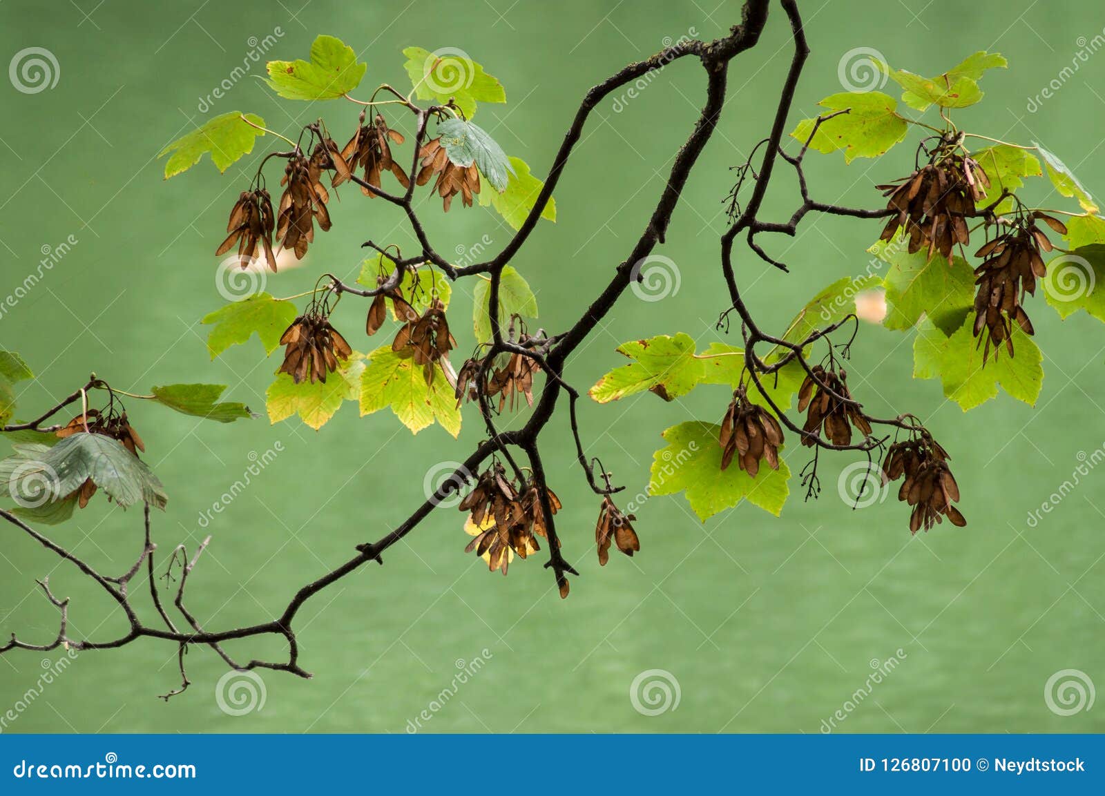 Maple Tree Branch in Blurred Forest Background Stock Photo - Image of ...