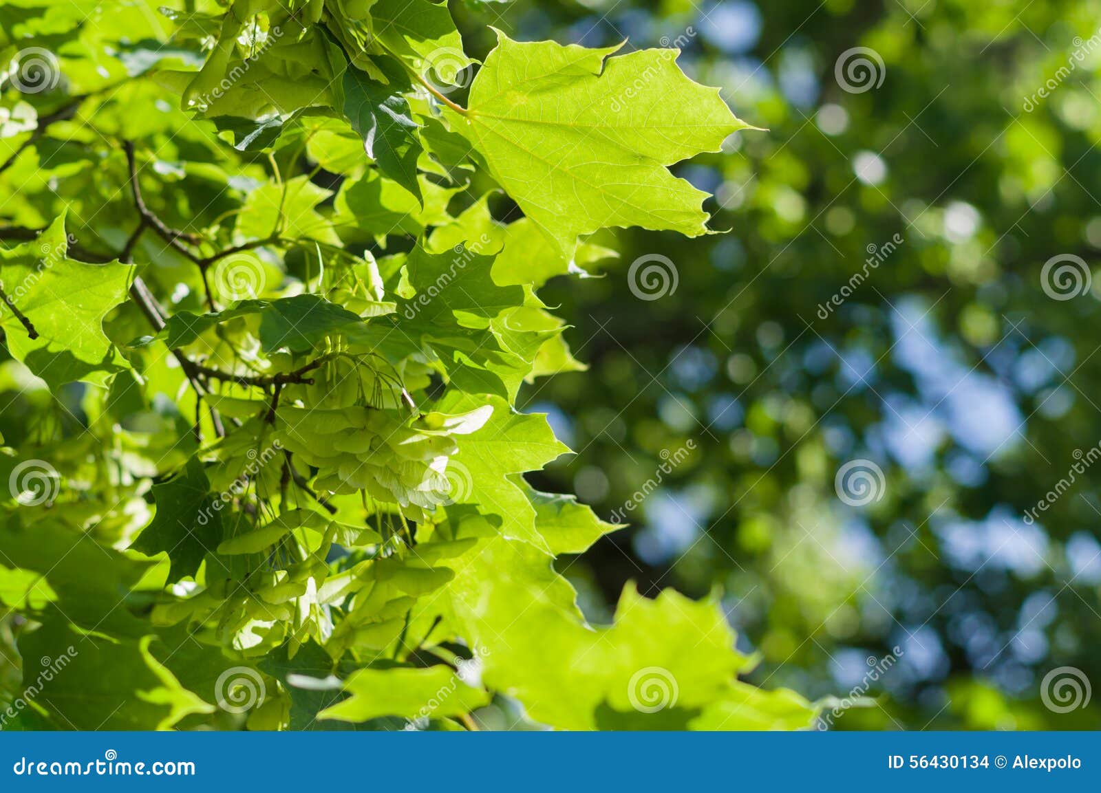 Maple Tree Branch with Bunch of Seeds Stock Photo - Image of park ...