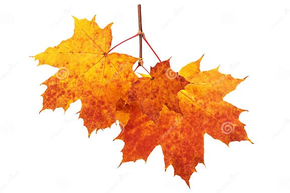 Maple Tree Branch with Fall Leaves Isolated on White. Save Work Path ...