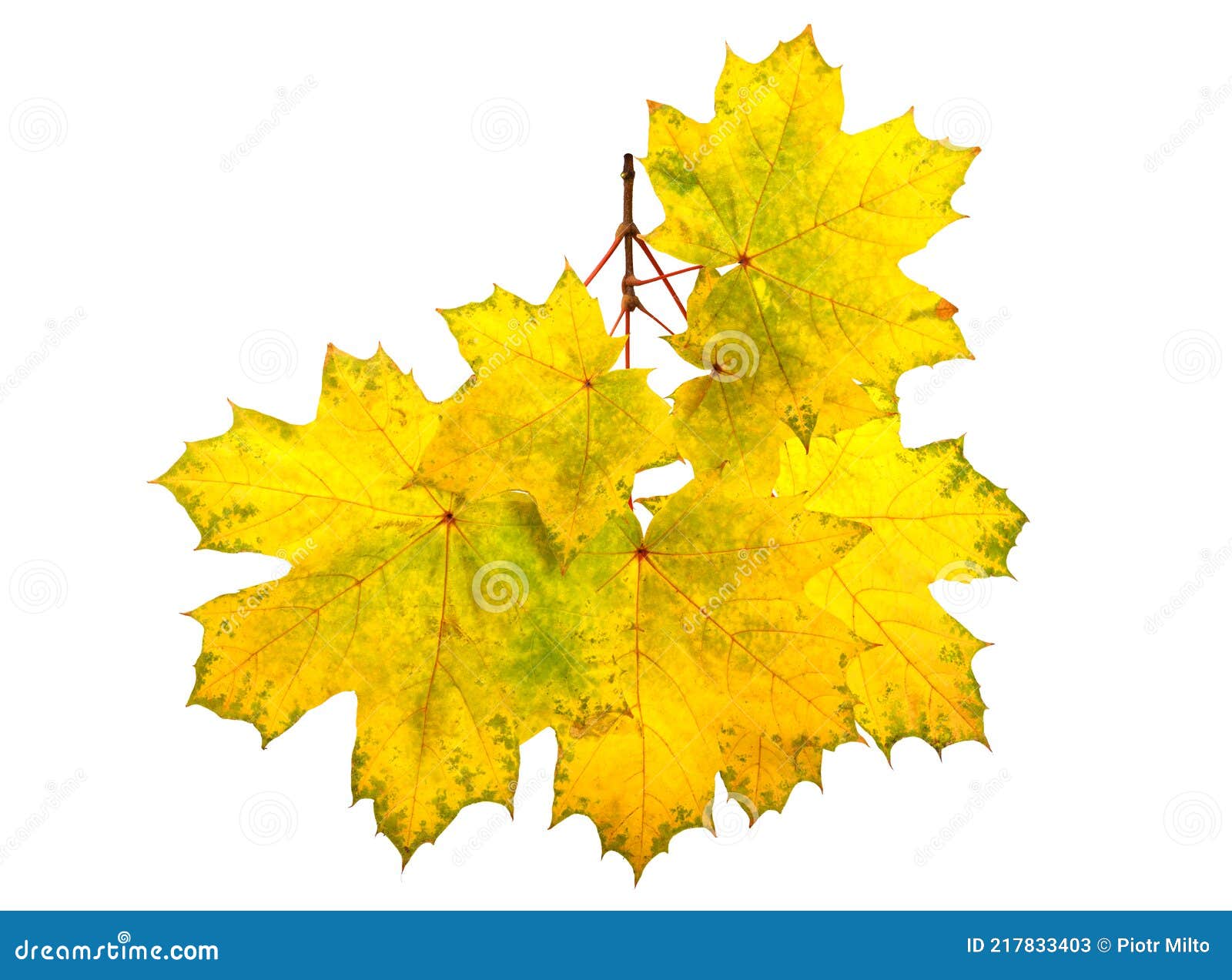 Maple Tree Branch with Fall Leaves Isolated on White. Save Work Path ...