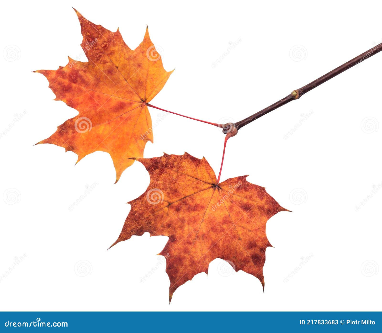 Maple Tree Branch with Fall Leaves Isolated on White. Save Work Path ...