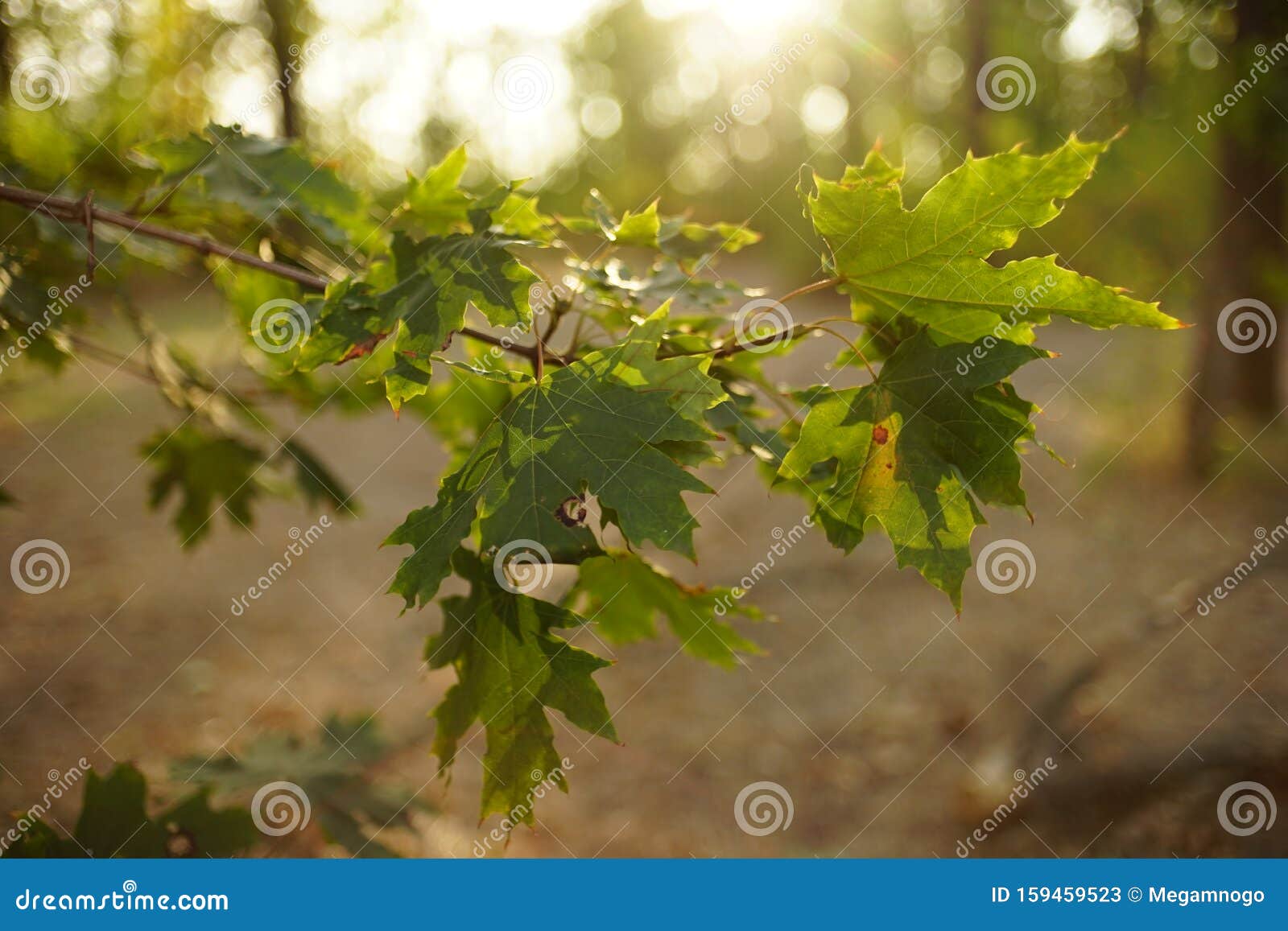 Maple Tree Branch with Green Foliage and Sunlight in Autumn Forest ...