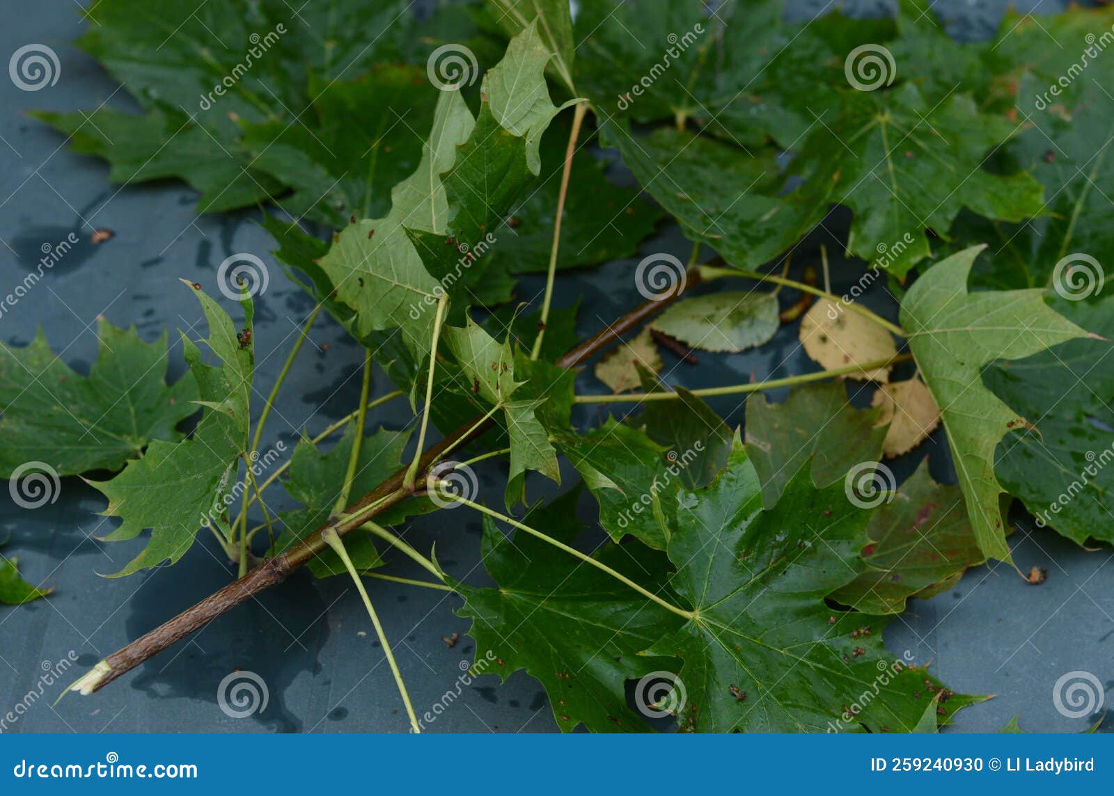 Maple Tree Branch with Leaves in AUTUMN Stock Photo - Image of branch ...