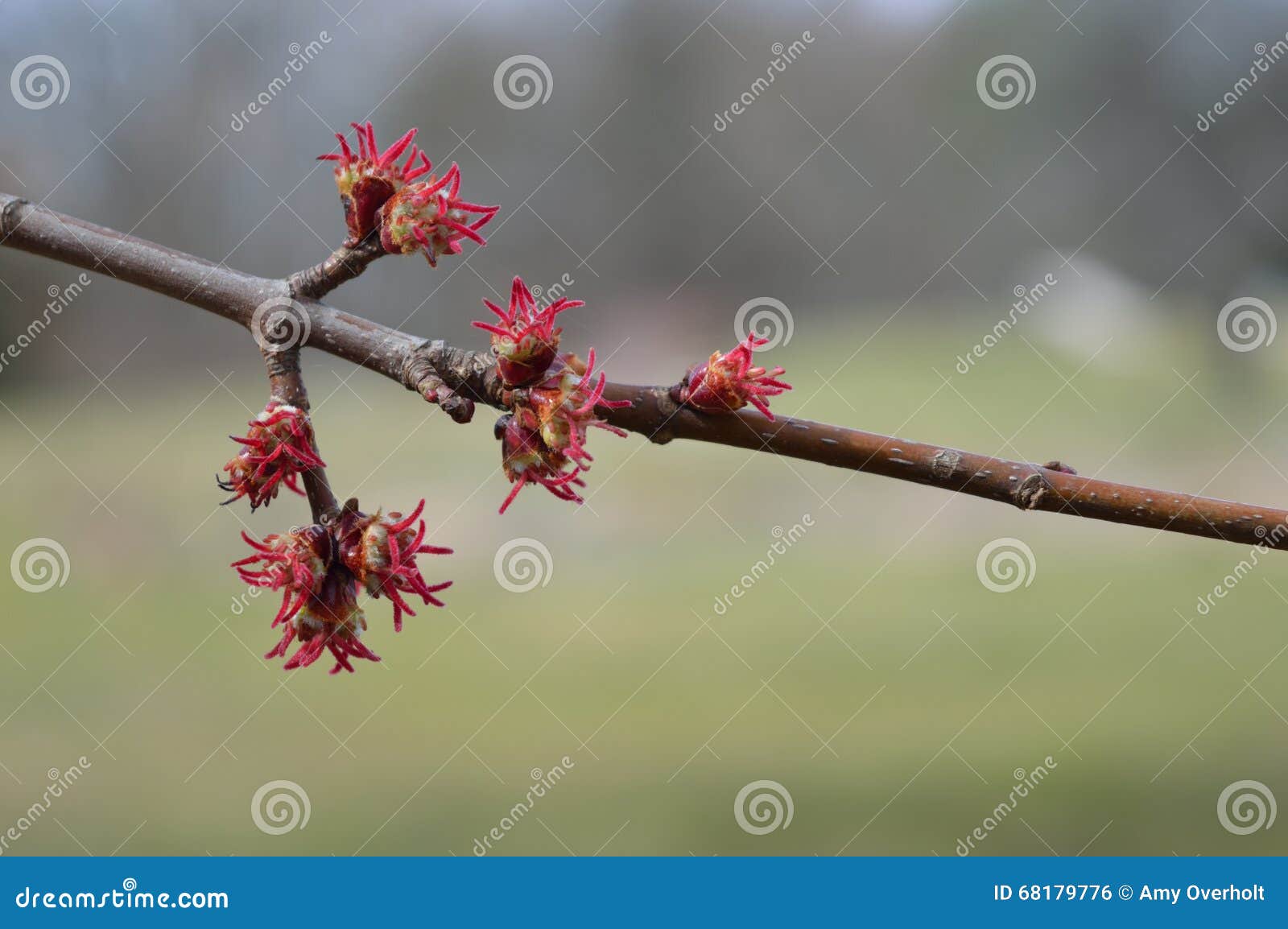 Maple Tree Branch in Spring Stock Photo - Image of zoom, twig: 68179776