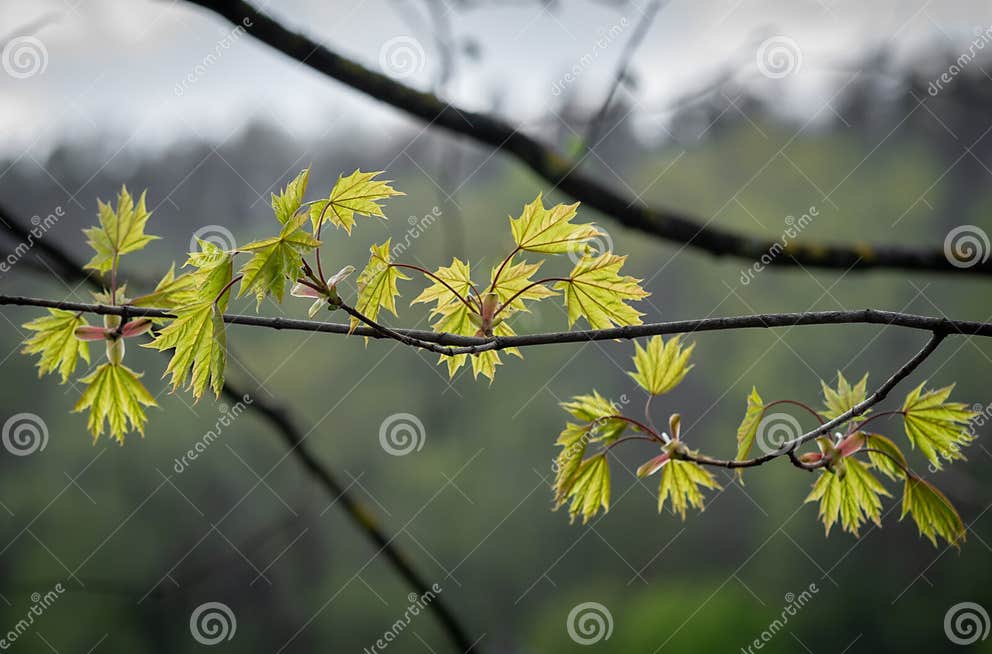 Maple Tree Branch in Spring . Stock Image - Image of maple, tree: 316824557