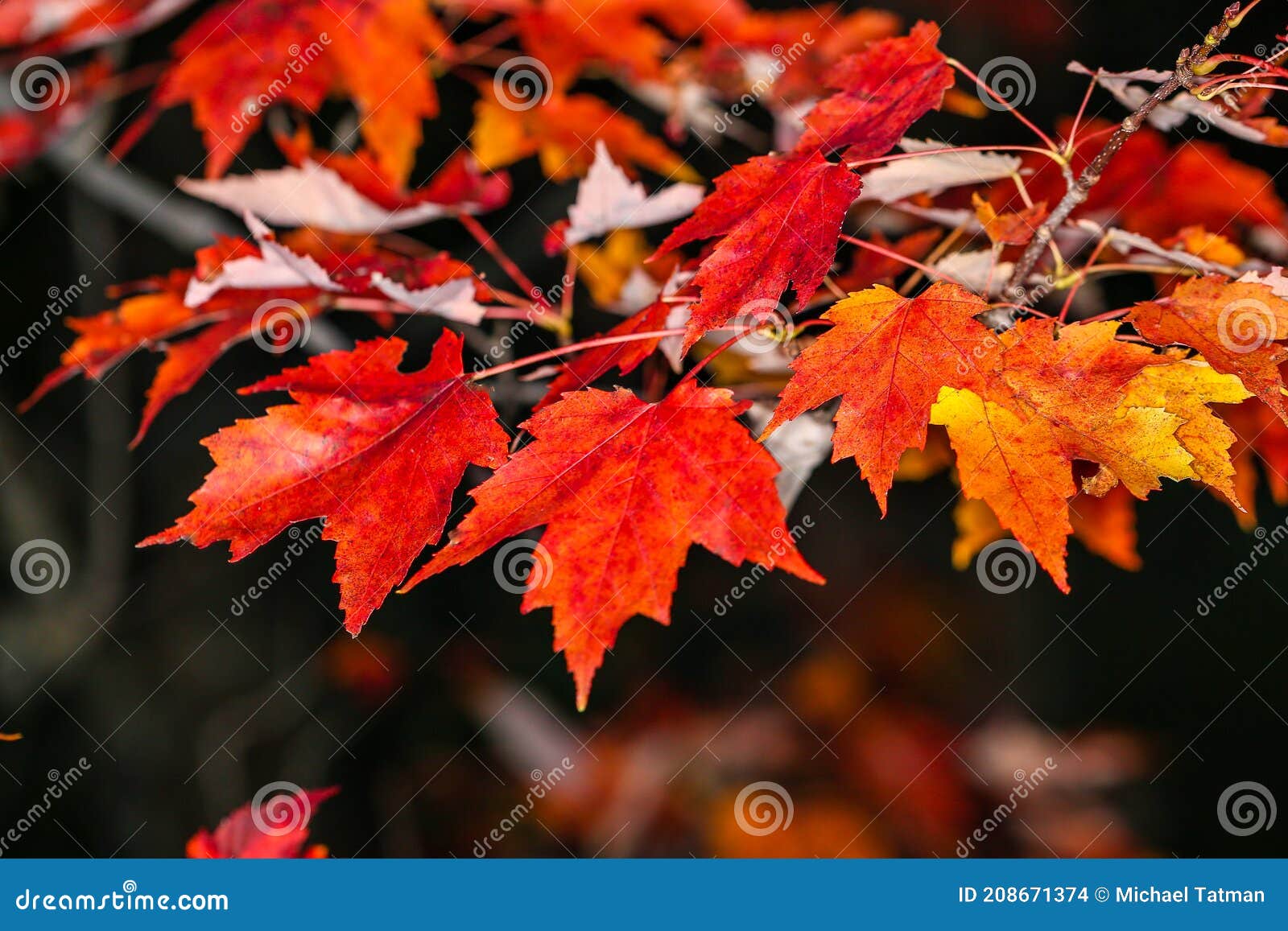 Maple Tree Branch Turning Colors in Early October Stock Photo - Image ...