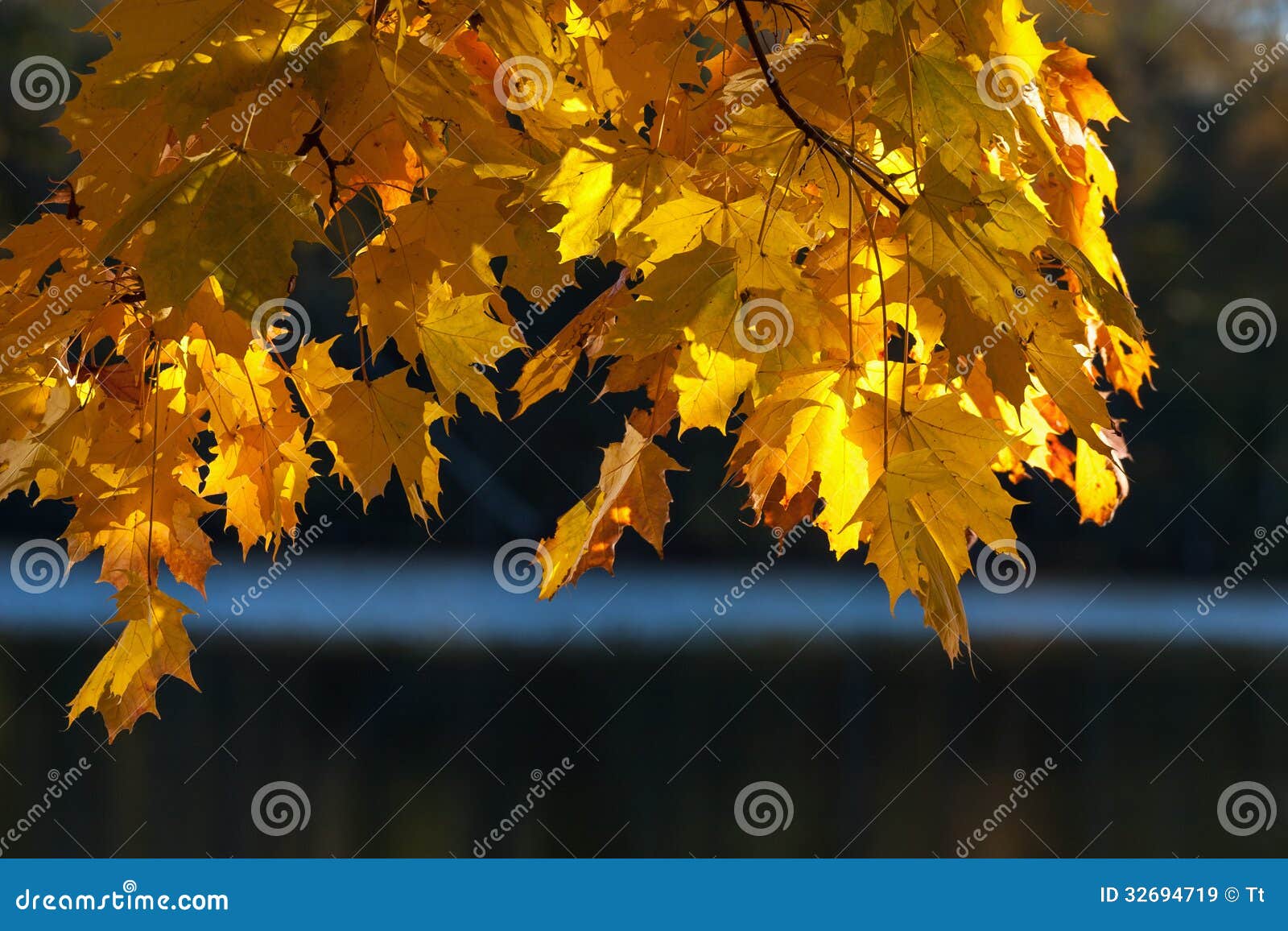 Maple tree branch stock image. Image of twig, woods, landscape - 32694719
