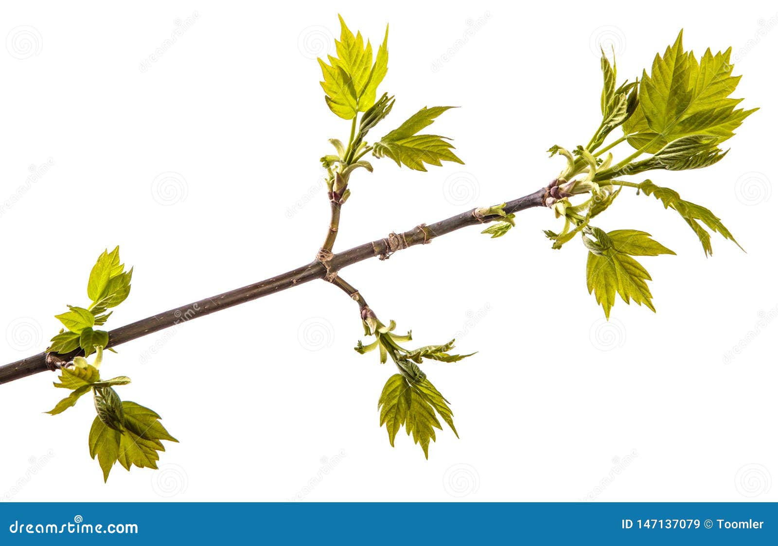 Maple Tree Branch with Young Green Leaves. Isolated on White Stock ...