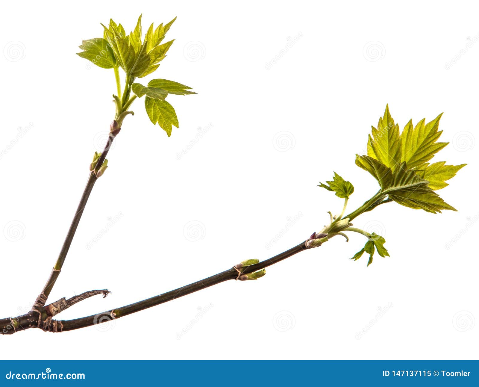 Maple Tree Branch with Young Green Leaves. Isolated on White Stock ...