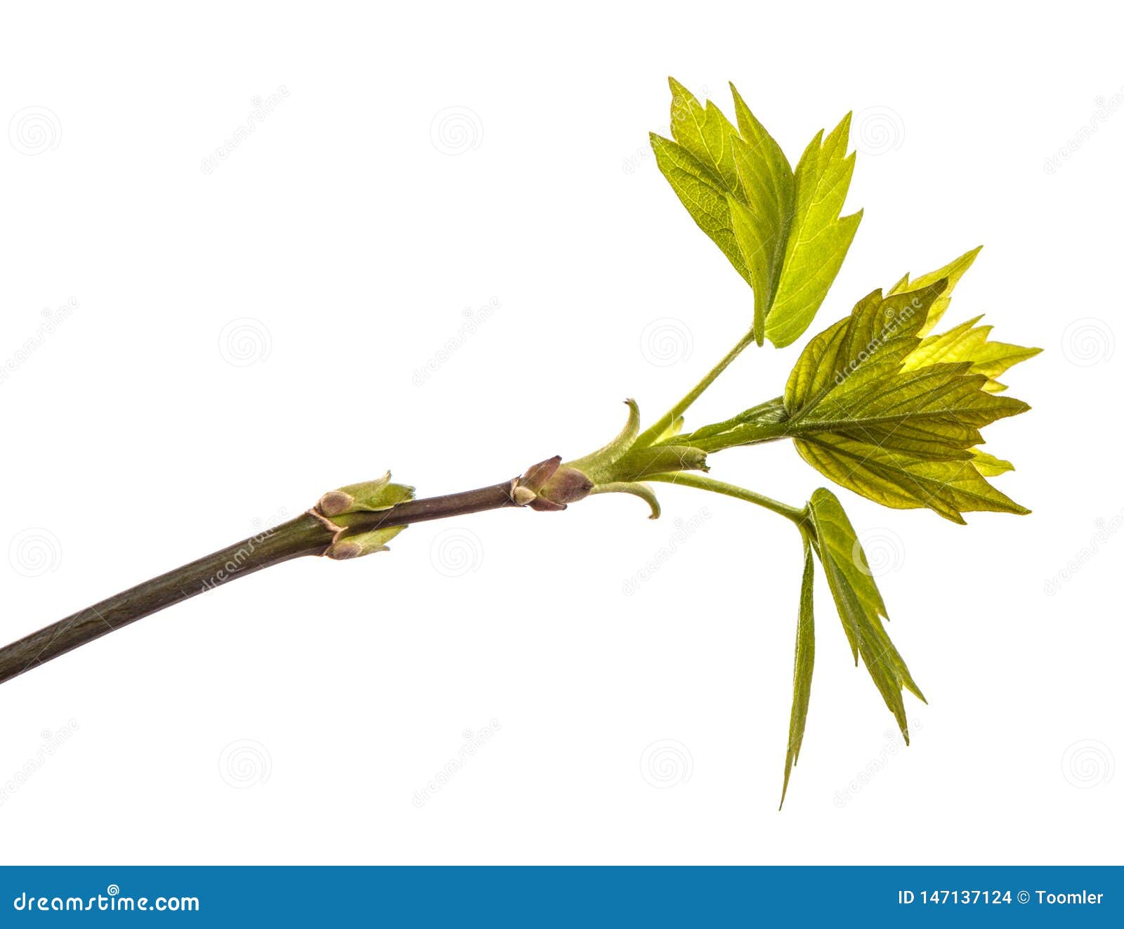 Maple Tree Branch with Young Green Leaves. Isolated on White Stock ...