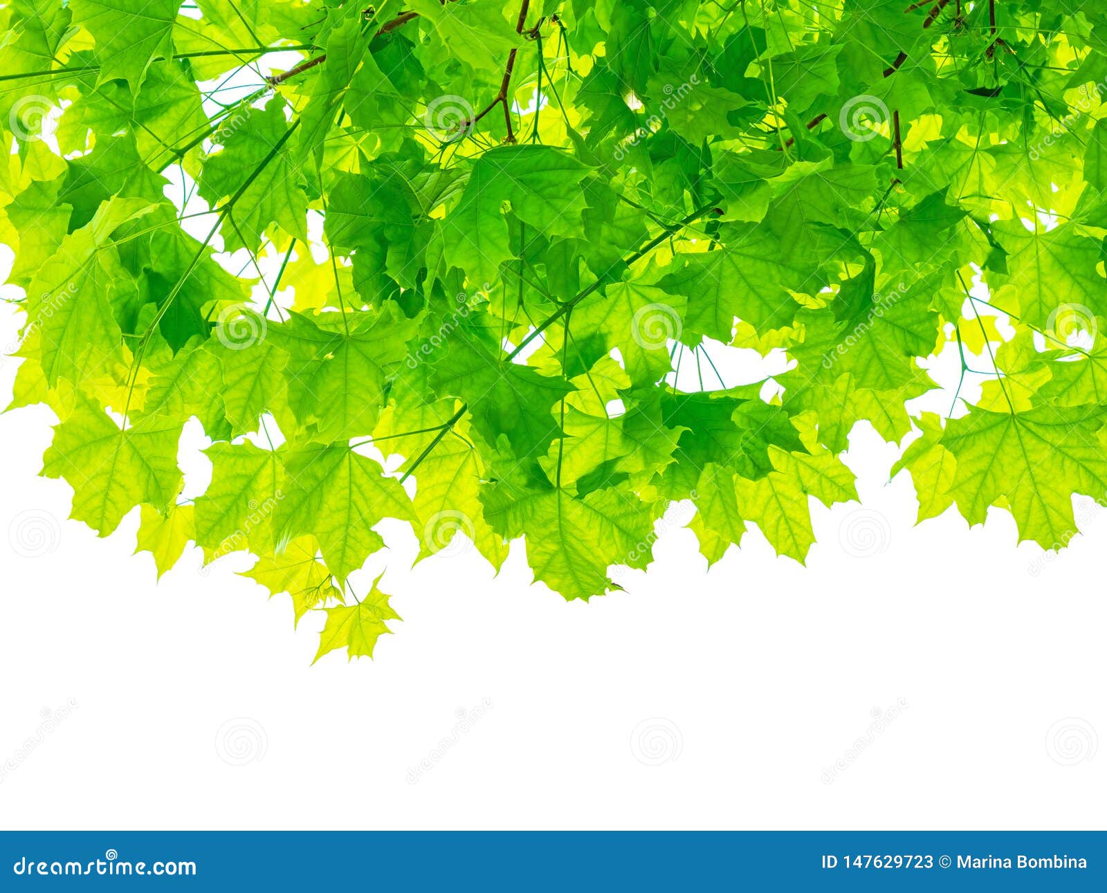 Maple Tree Branches with Green Leaves Isolated on White Background ...