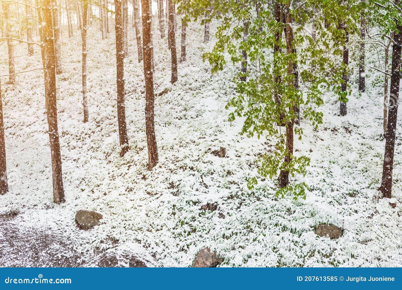 Maple Tree Branches with Green Leaves Moving in Wind , Springtime in ...
