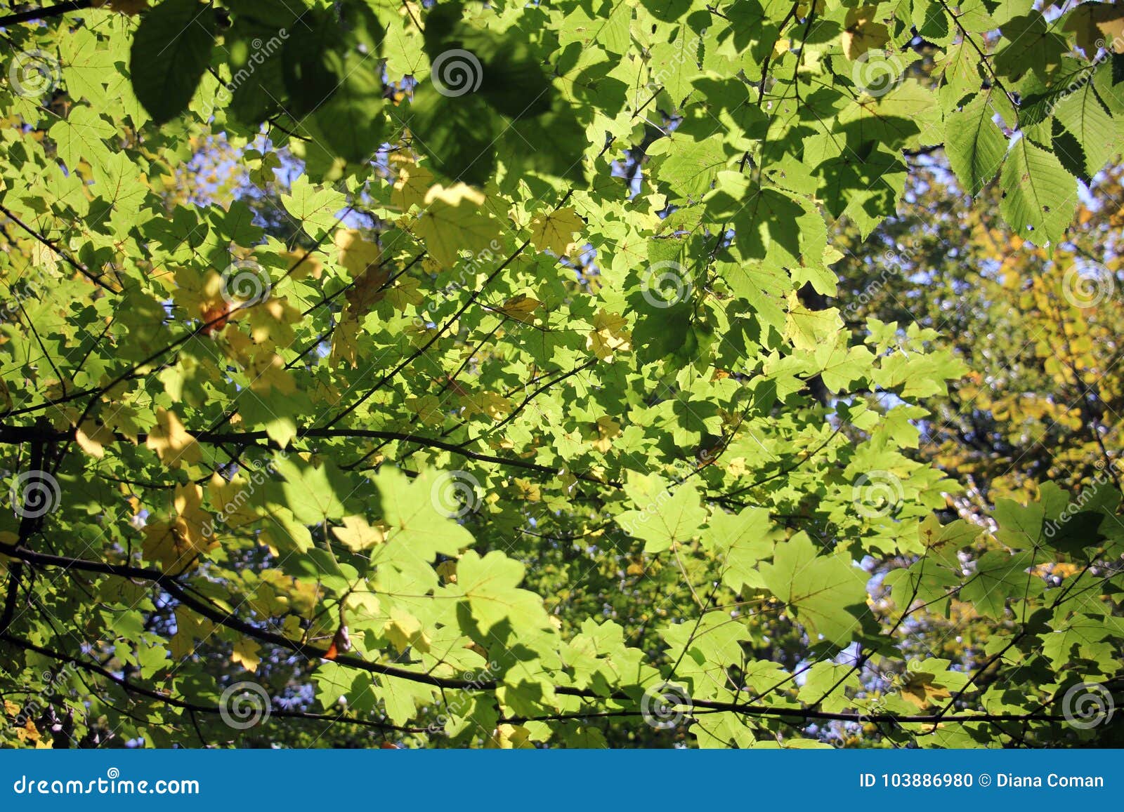 Maple tree branches stock photo. Image of nature, green - 103886980