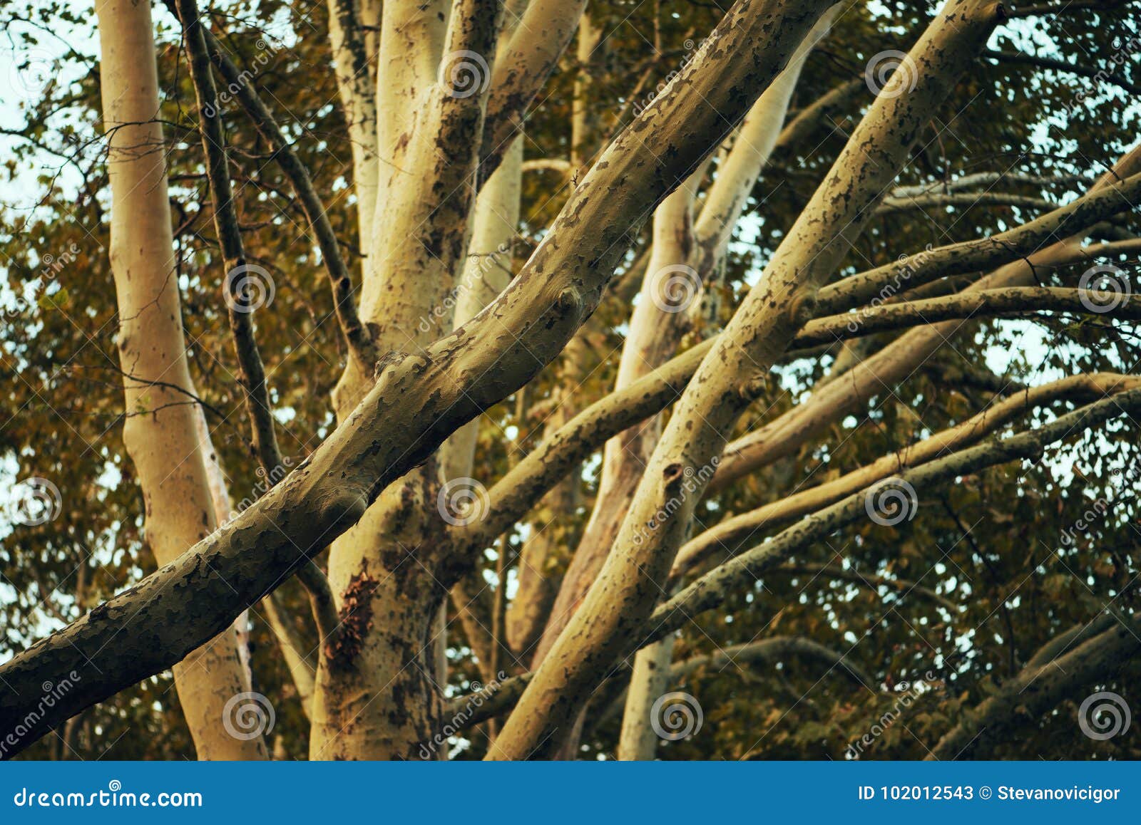 Maple tree branches stock image. Image of scenery, environment - 102012543