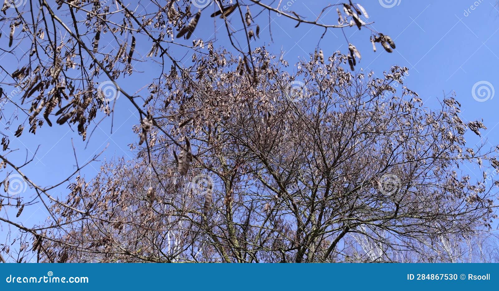 Maple Tree Branches in the Park in Spring Sunny Weather Stock Footage ...