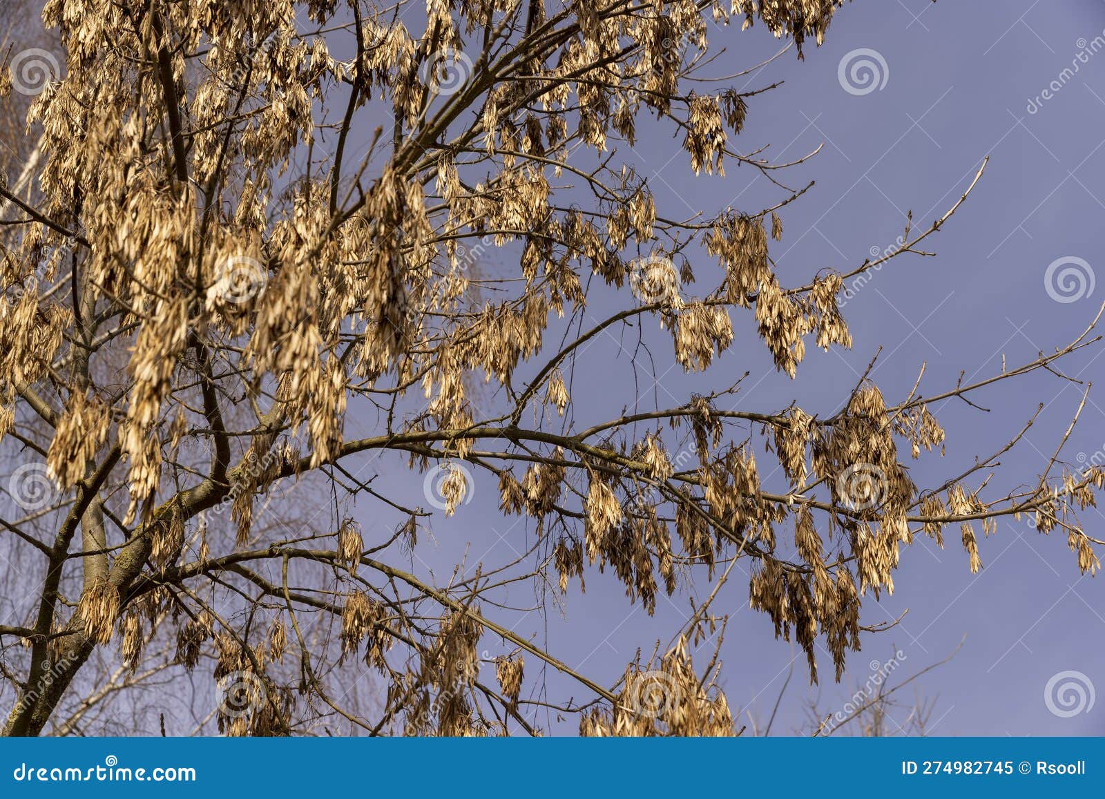 Maple Tree Branches in the Park in Spring Sunny Weather Stock Image ...