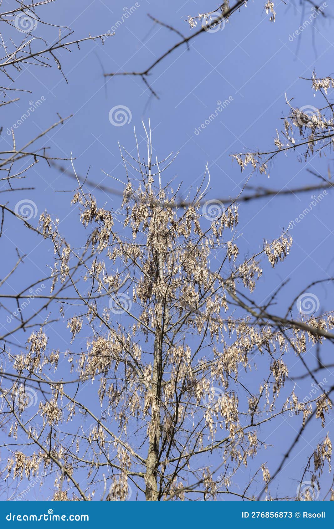 Maple Tree Branches in the Park in Spring Sunny Weather Stock Image ...