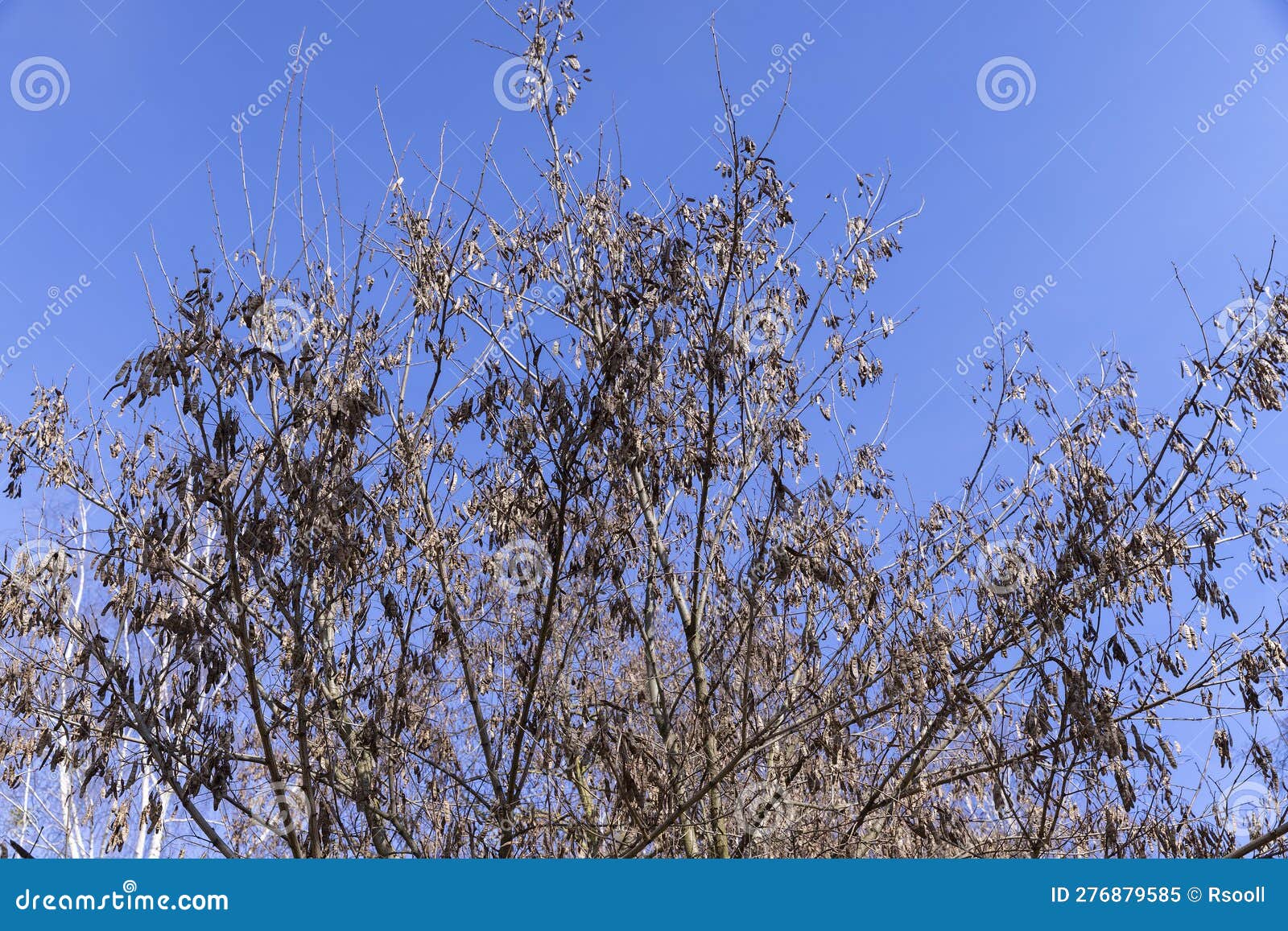 Maple Tree Branches in the Park in Spring Sunny Weather Stock Image ...