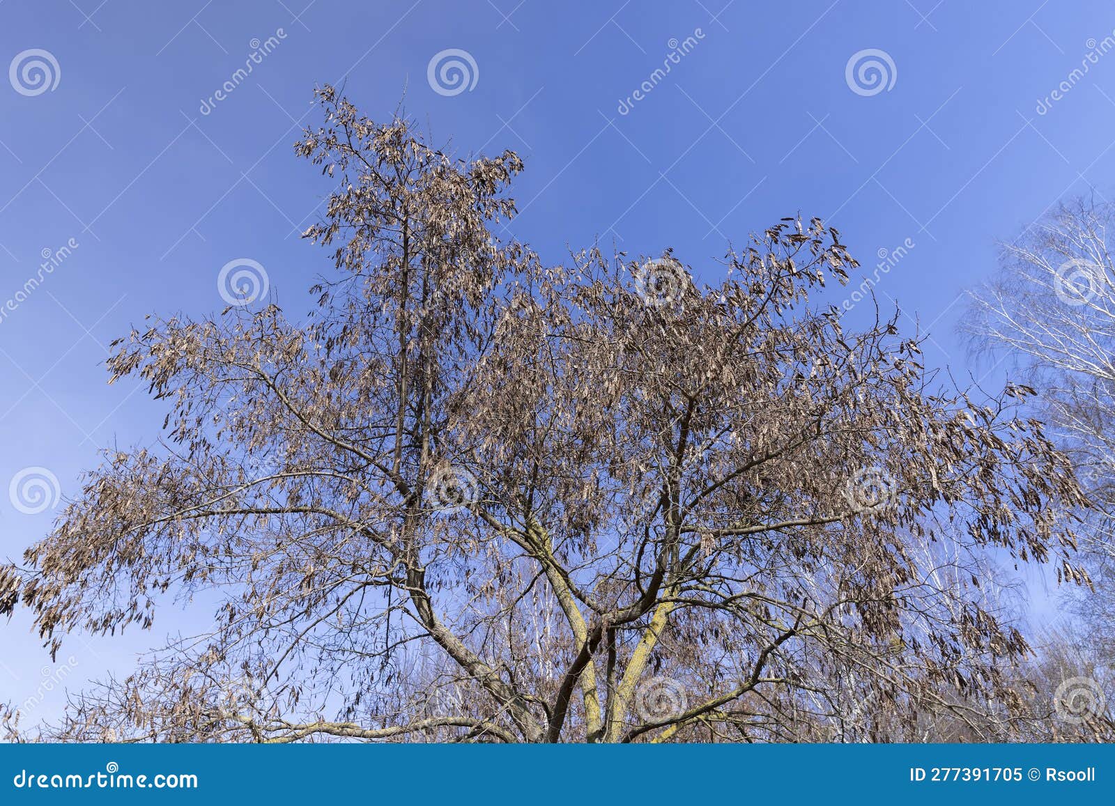 Maple Tree Branches in the Park in Spring Sunny Weather Stock Image ...