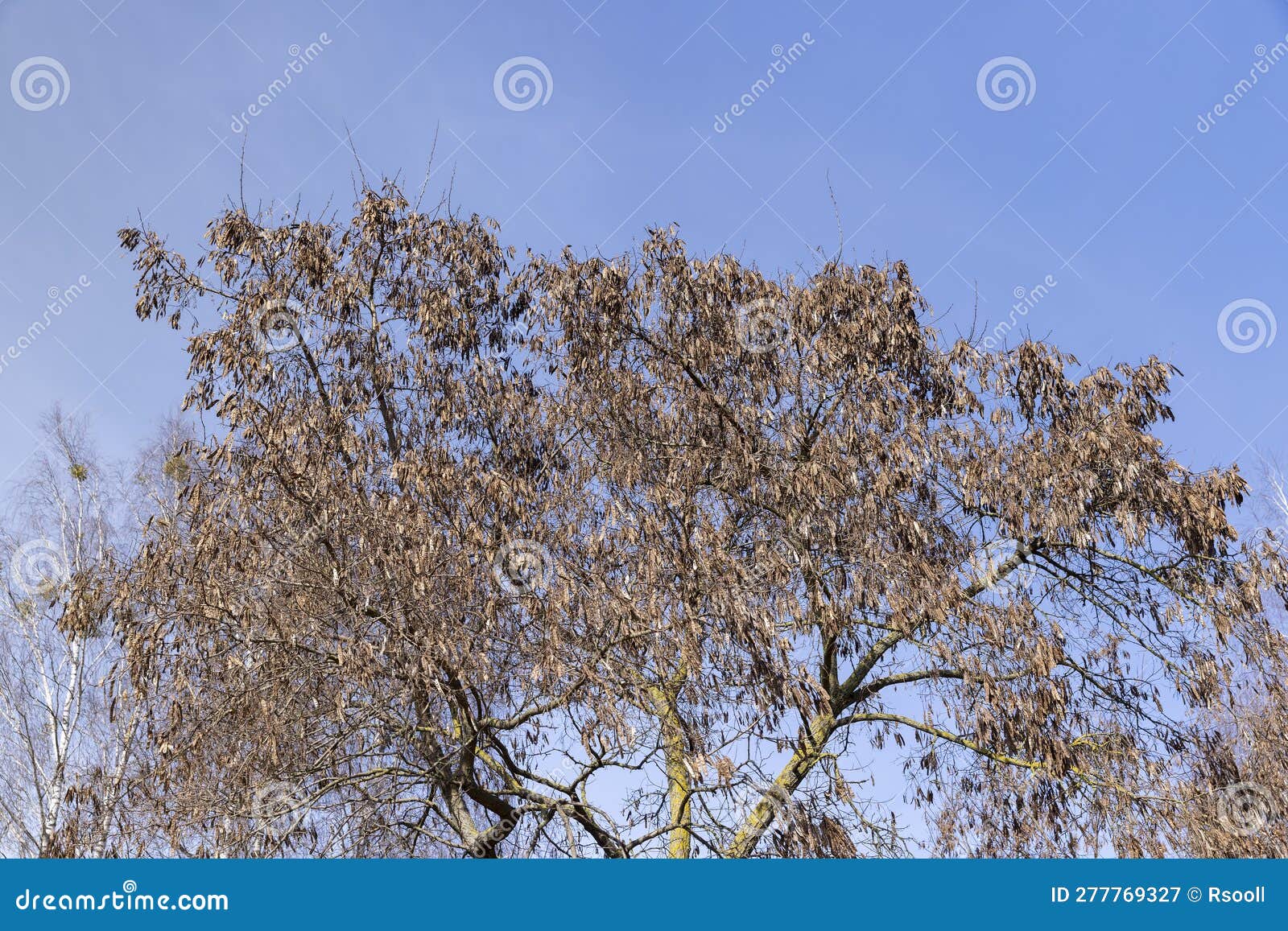 Maple Tree Branches in the Park in Spring Sunny Weather Stock Image ...