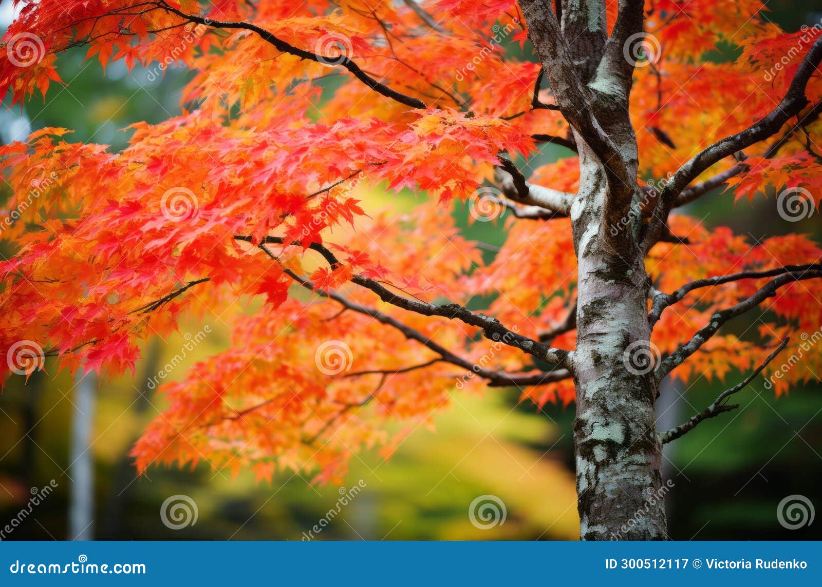 Autumn Maple Tree Vibrant Foliage Stock Image - Image of beauty ...
