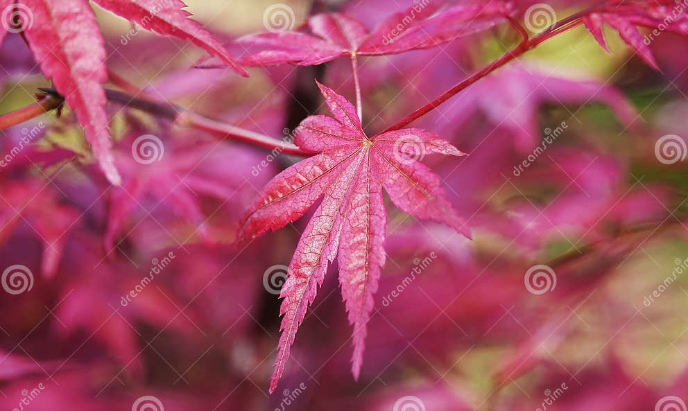 Maple Tree with Bright Red Leaves Stock Image - Image of year, spring ...
