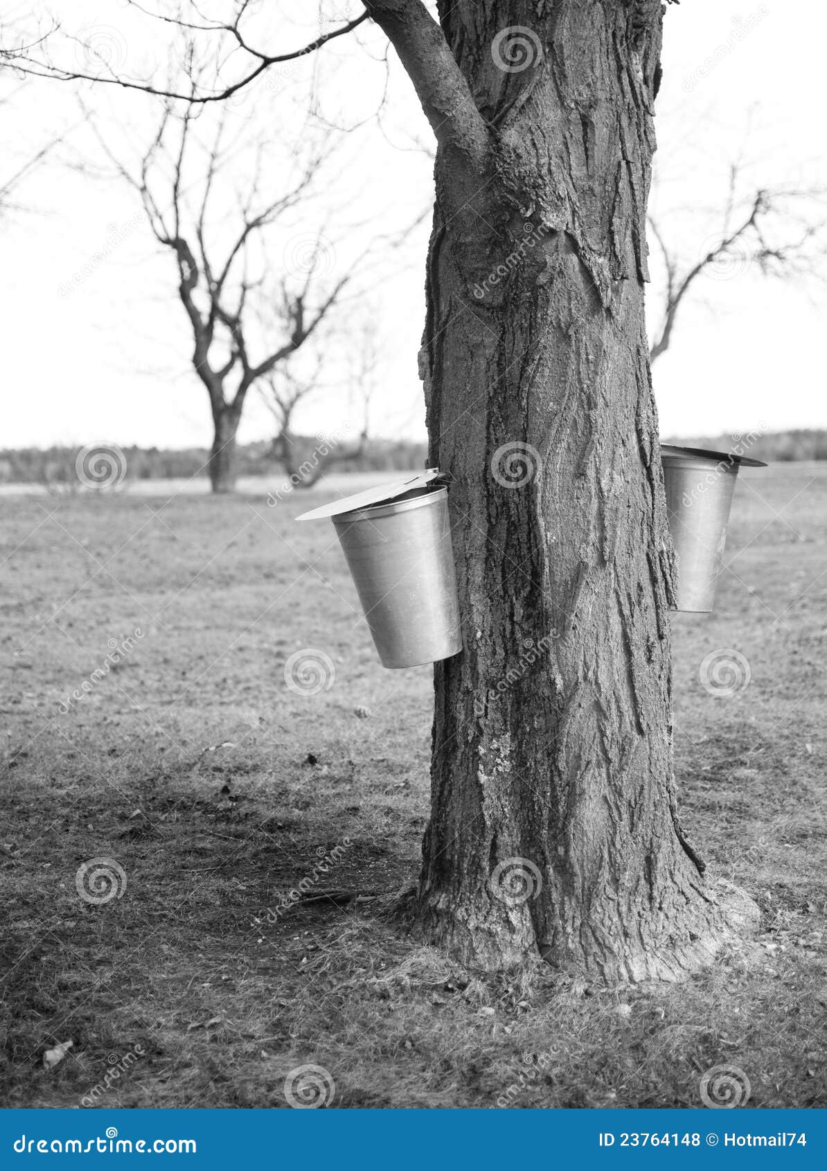 Maple tree and bucket stock photo. Image of metal, sugar - 23764148