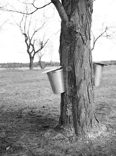 Maple tree and bucket stock photo. Image of metal, sugar - 23764148