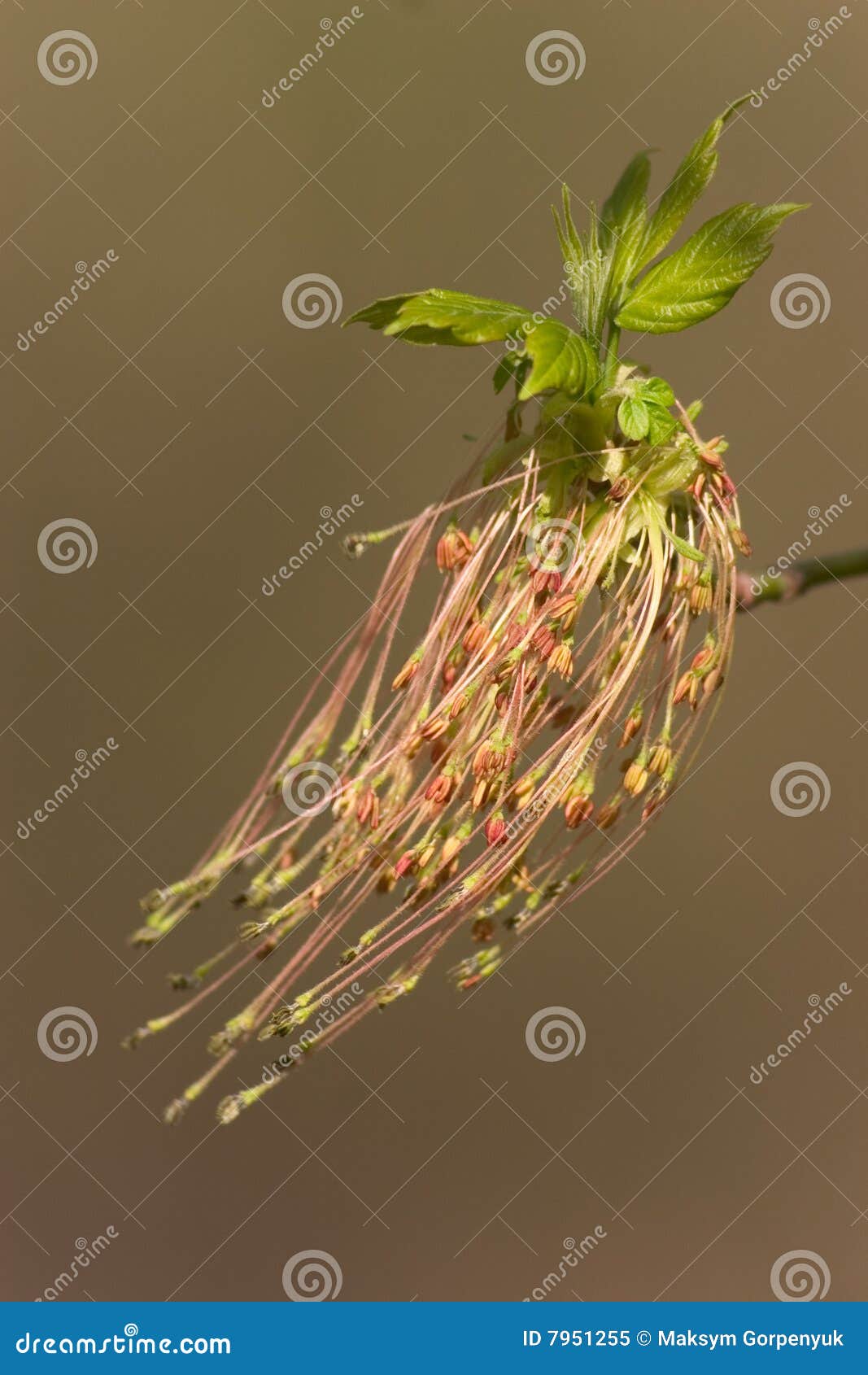 Maple Tree Bud With New Leaf Opening Picture. Image: 7951255