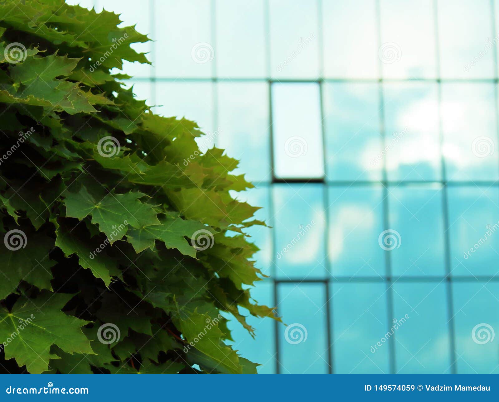 Maple Tree on a Building Background Blurred Stock Image - Image of blur ...