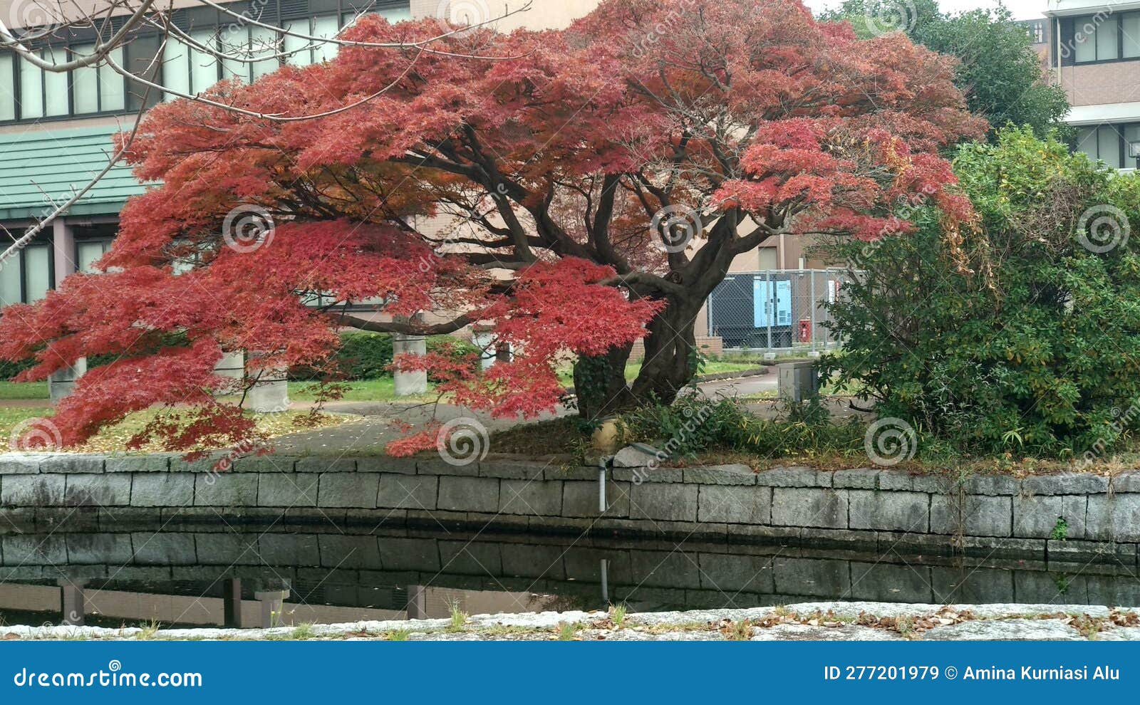 A Maple Tree, Called Momiji in Japanese, Grows in Front of a Lake on ...