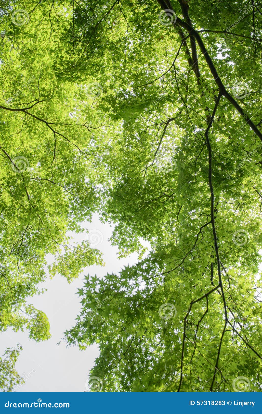 Maple tree canopy nature. stock image. Image of brown - 57318283