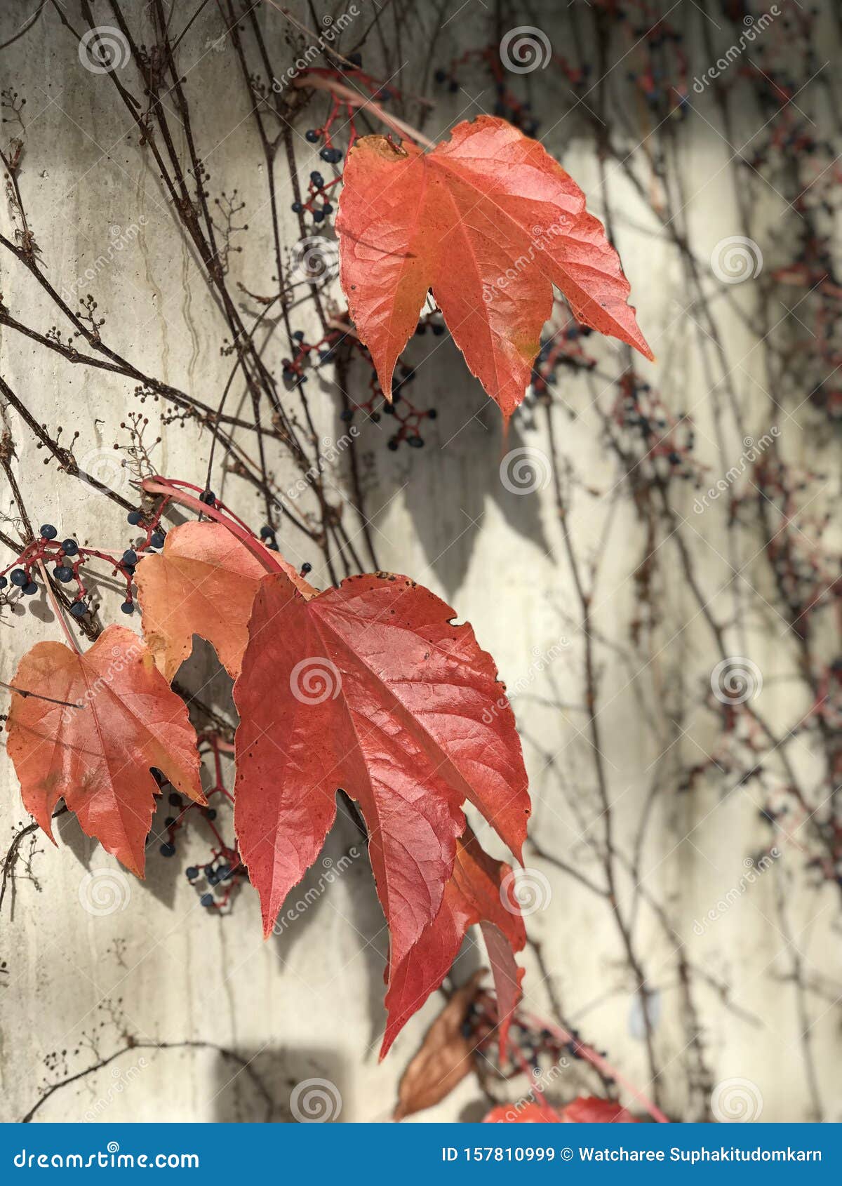 Maple Tree Climbing on the Wall. Stock Image - Image of biodiversity ...