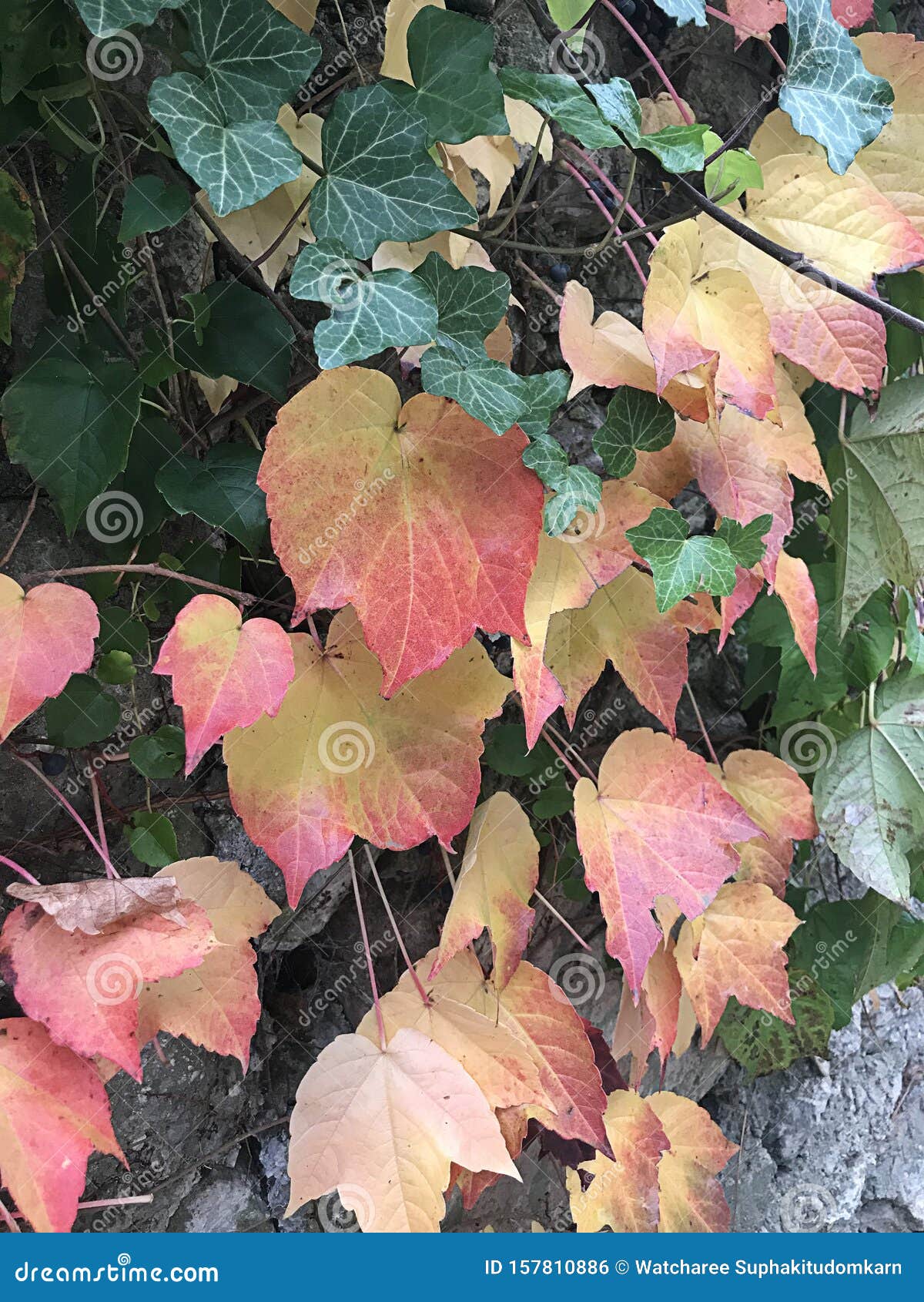 Maple Tree Climbing on the Wall. Stock Photo - Image of decoration ...