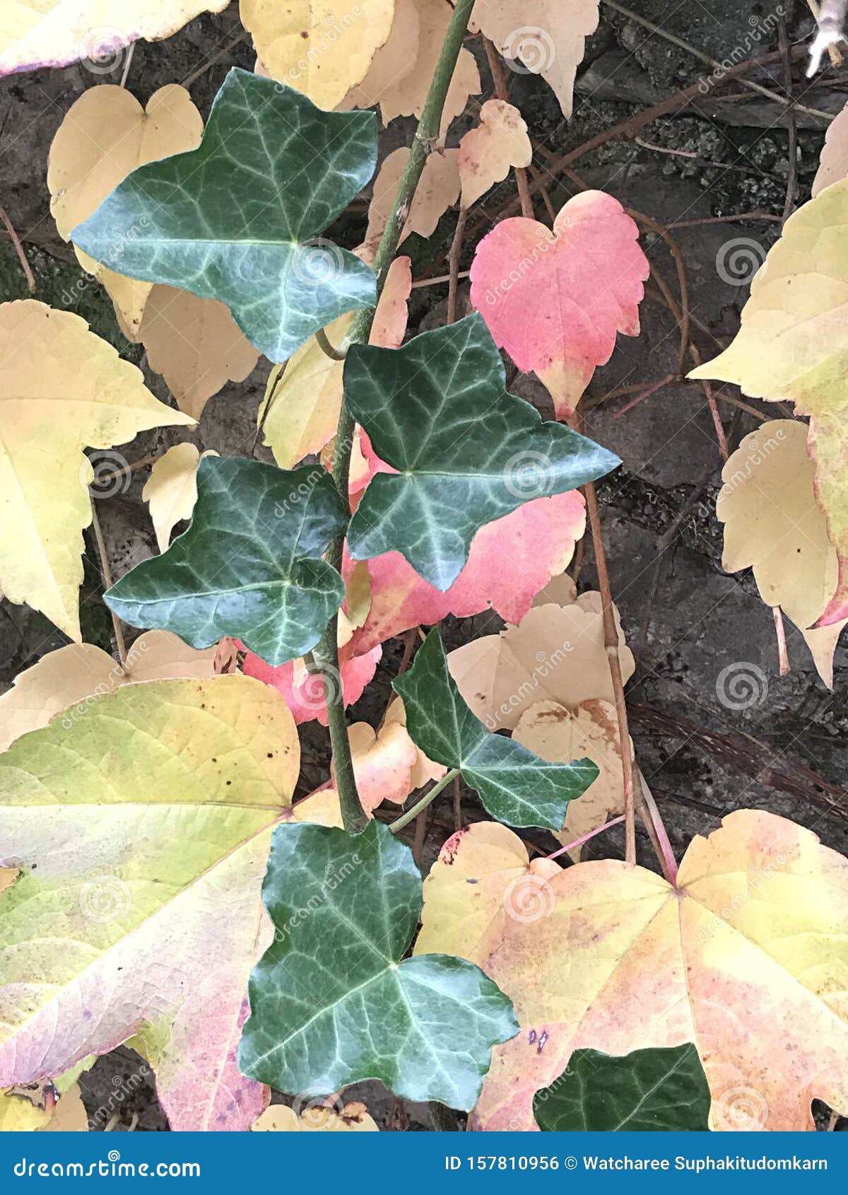 Maple Tree Climbing on the Wall. Stock Photo - Image of bright, decor ...