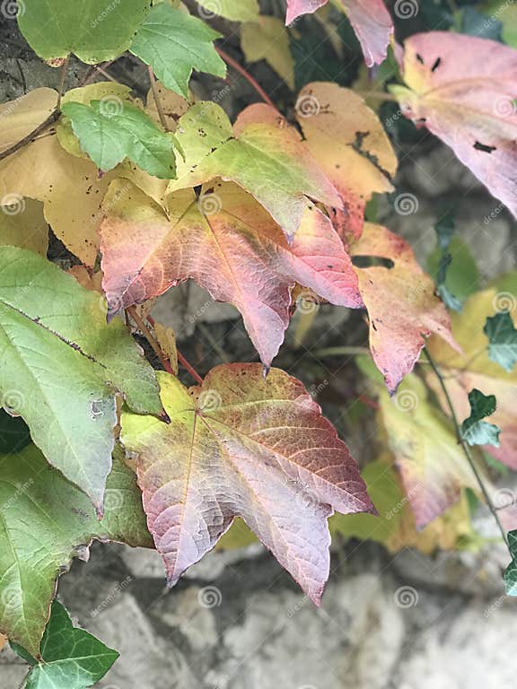 Maple Tree Climbing on the Wall. Stock Photo - Image of background ...