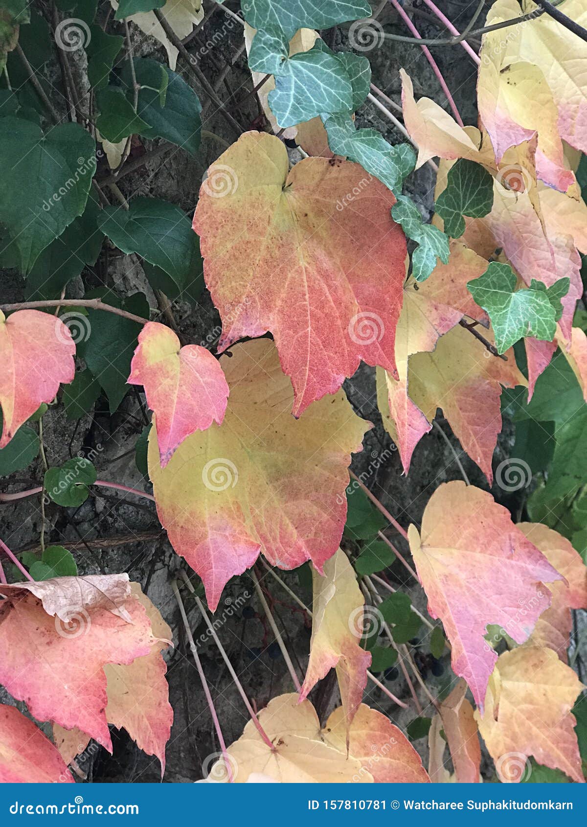 Maple Tree Climbing on the Wall. Stock Image - Image of botany, ecology ...