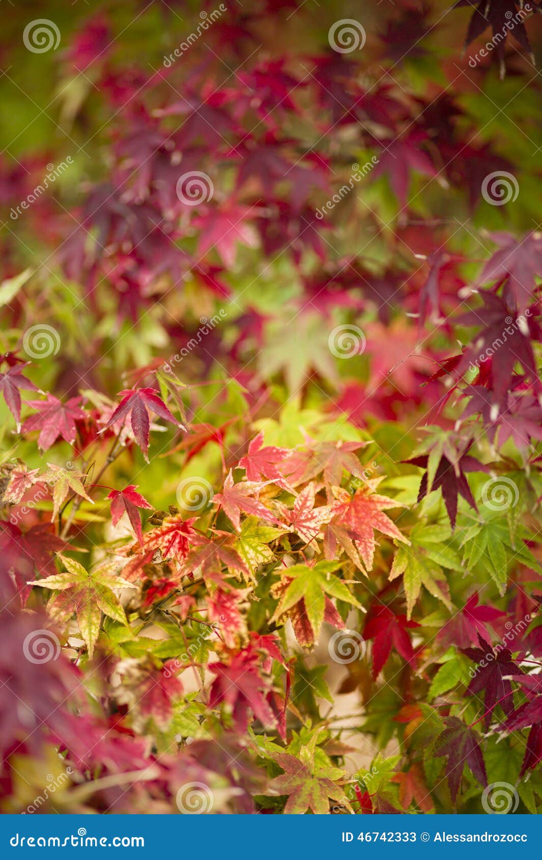 Maple Tree Close Up in Fall Stock Image - Image of nature, acer: 46742333