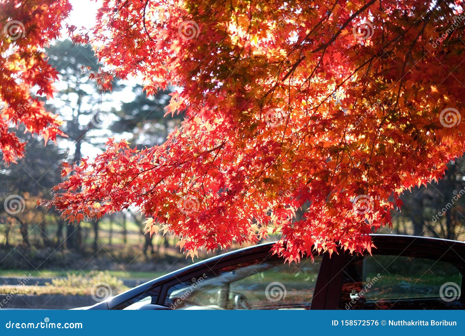 Maple Tree with Colored Leafs and Car at Autumn Stock Photo - Image of ...