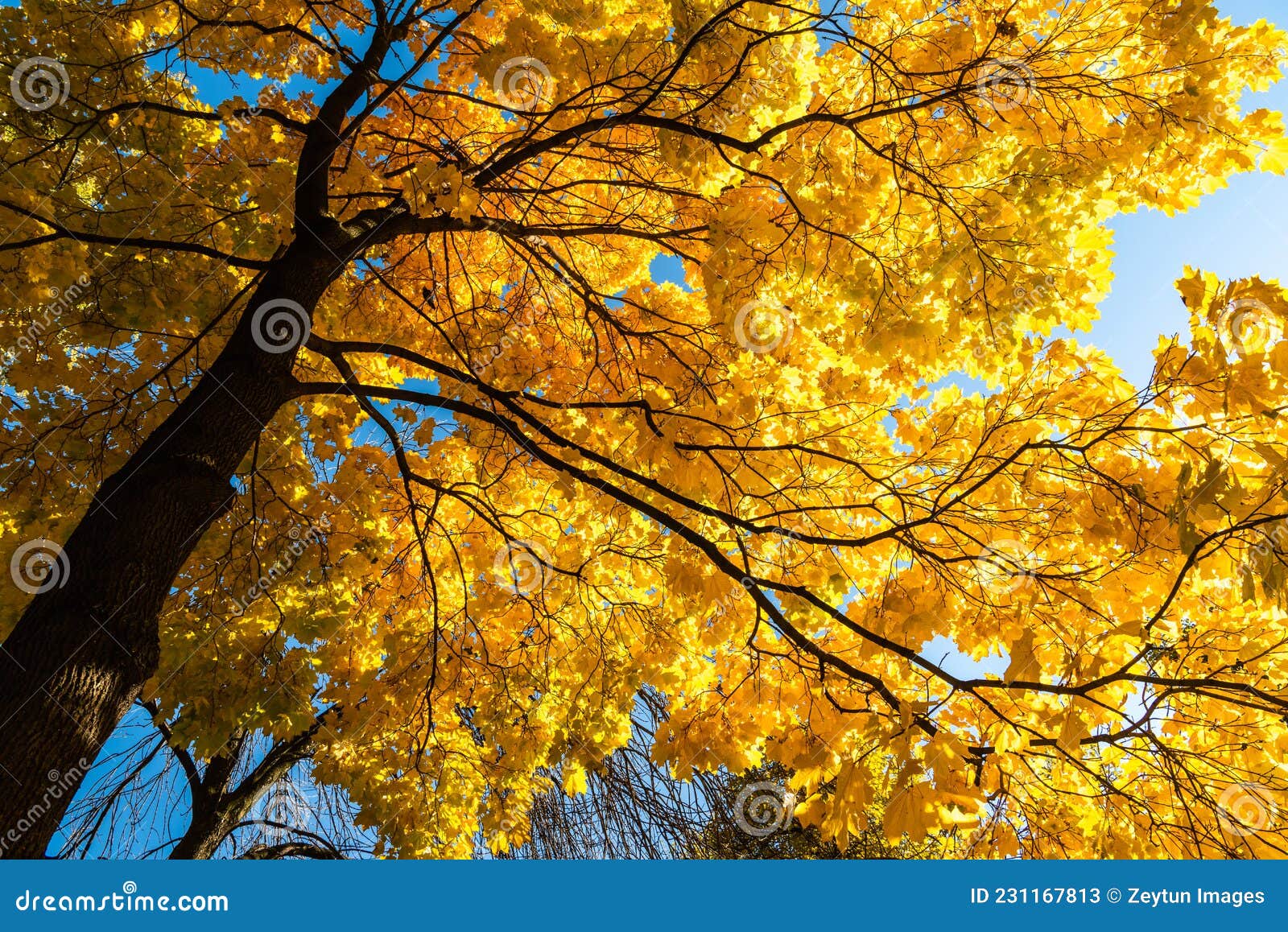 Maple Tree with Colourful Yellow Leaves Stock Image - Image of foliage ...