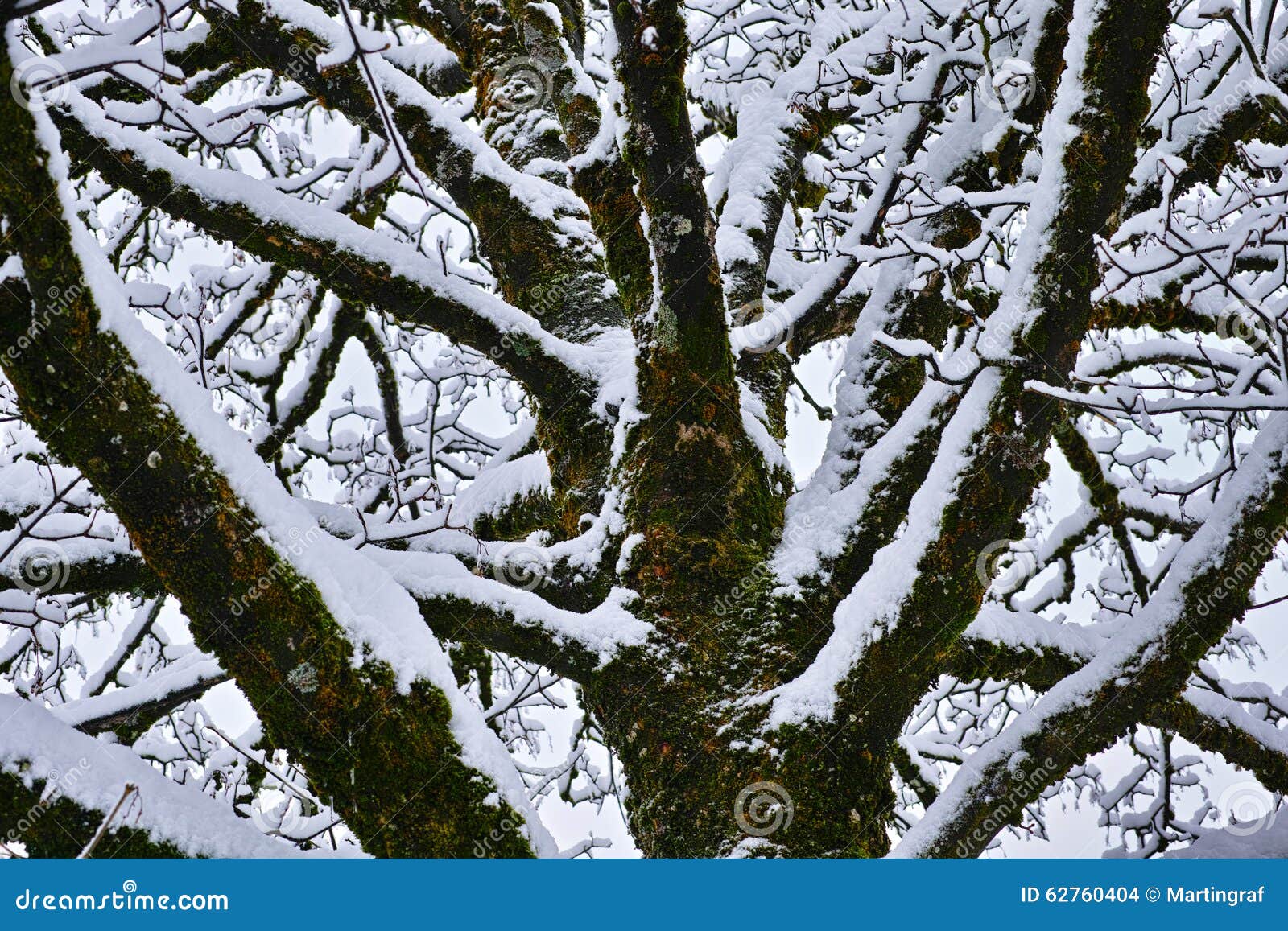 Snowy Maple Tree Crown Nature Details in Winter Stock Photo - Image of ...