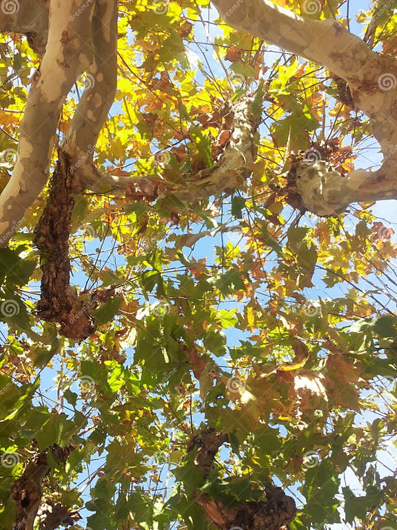 Maple tree stock image. Image of leaves, maple, parkway - 48019199